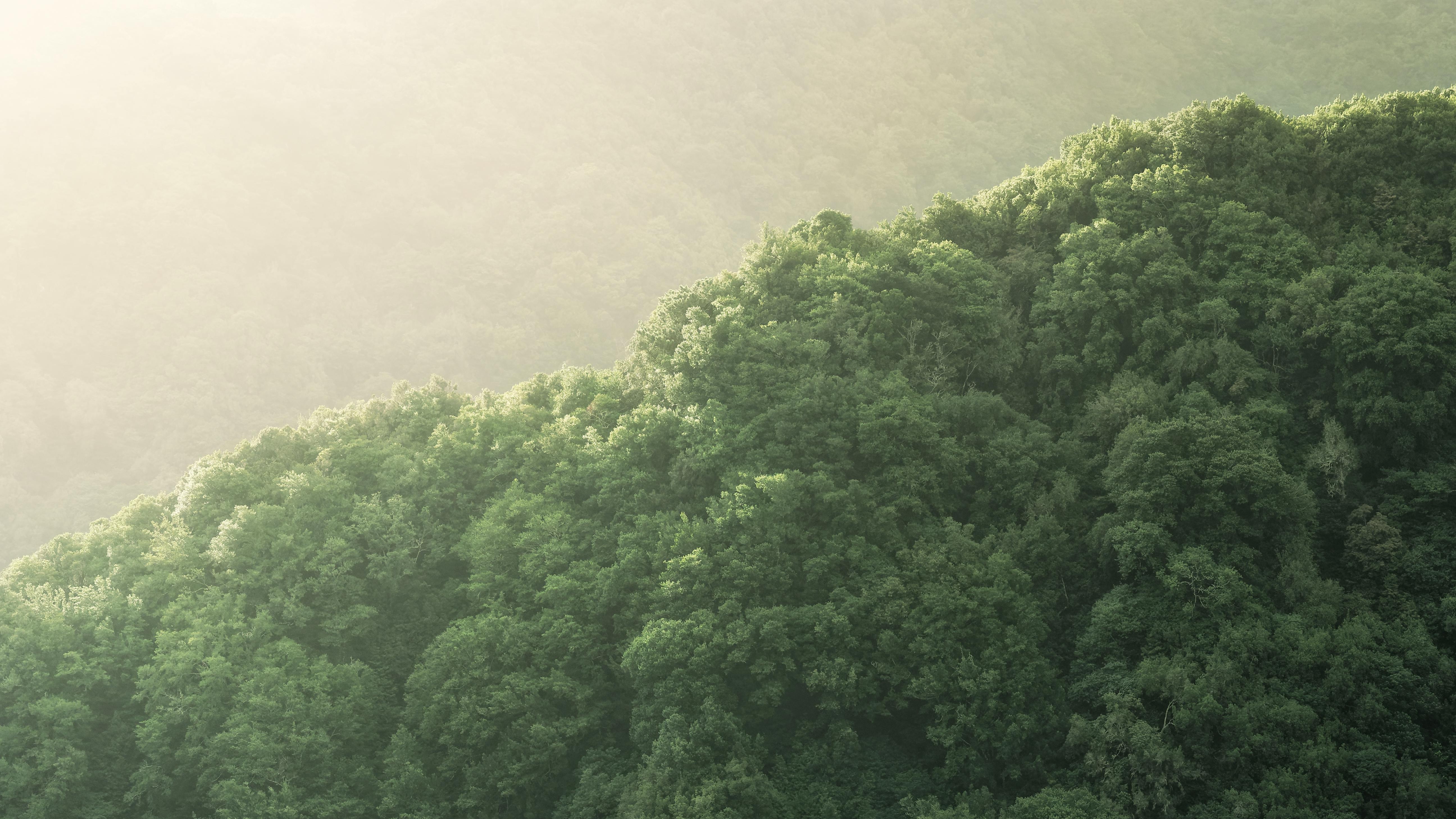 A foggy landscape with trees and fog · Free Stock Photo