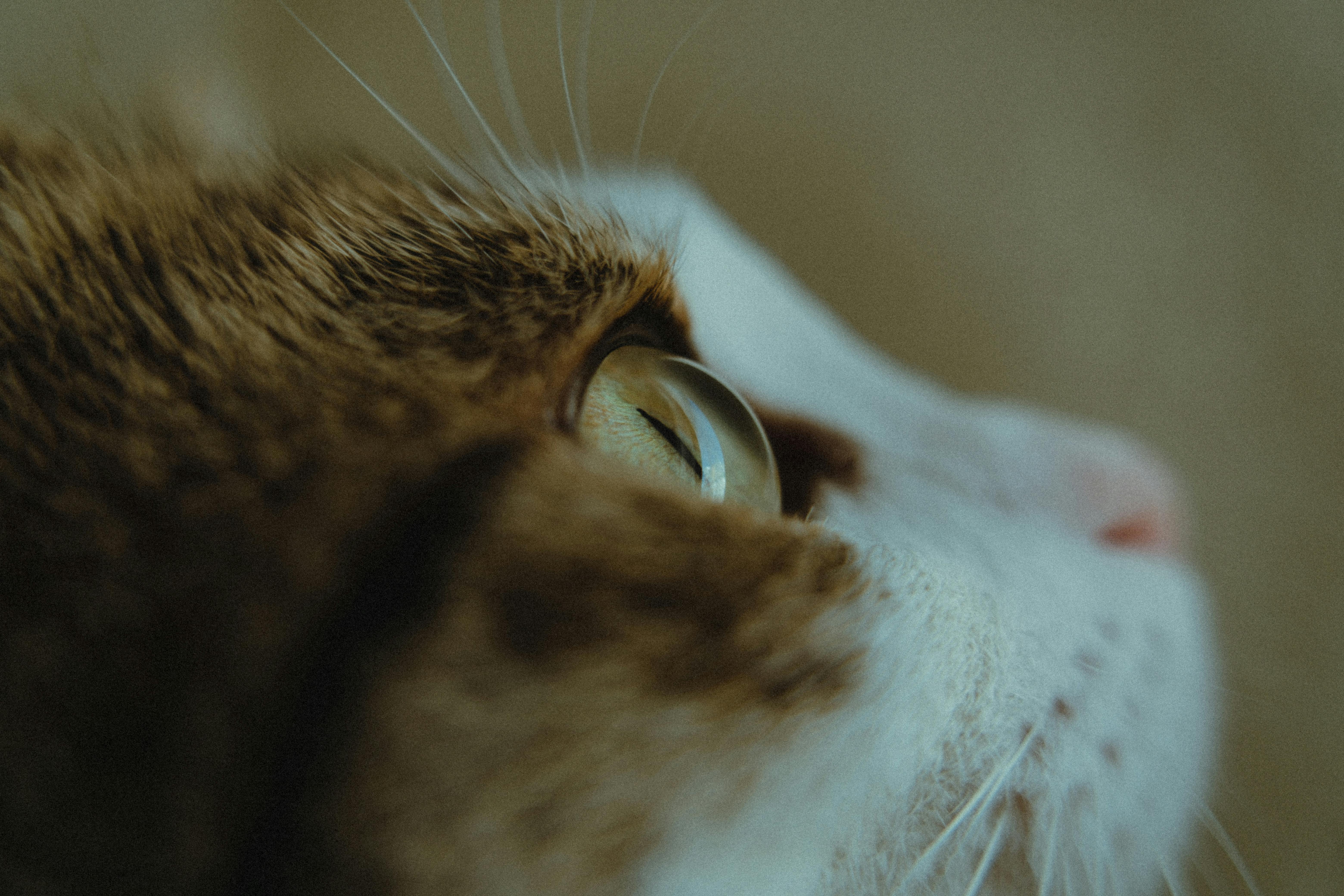 Cat behind Window · Free Stock Photo