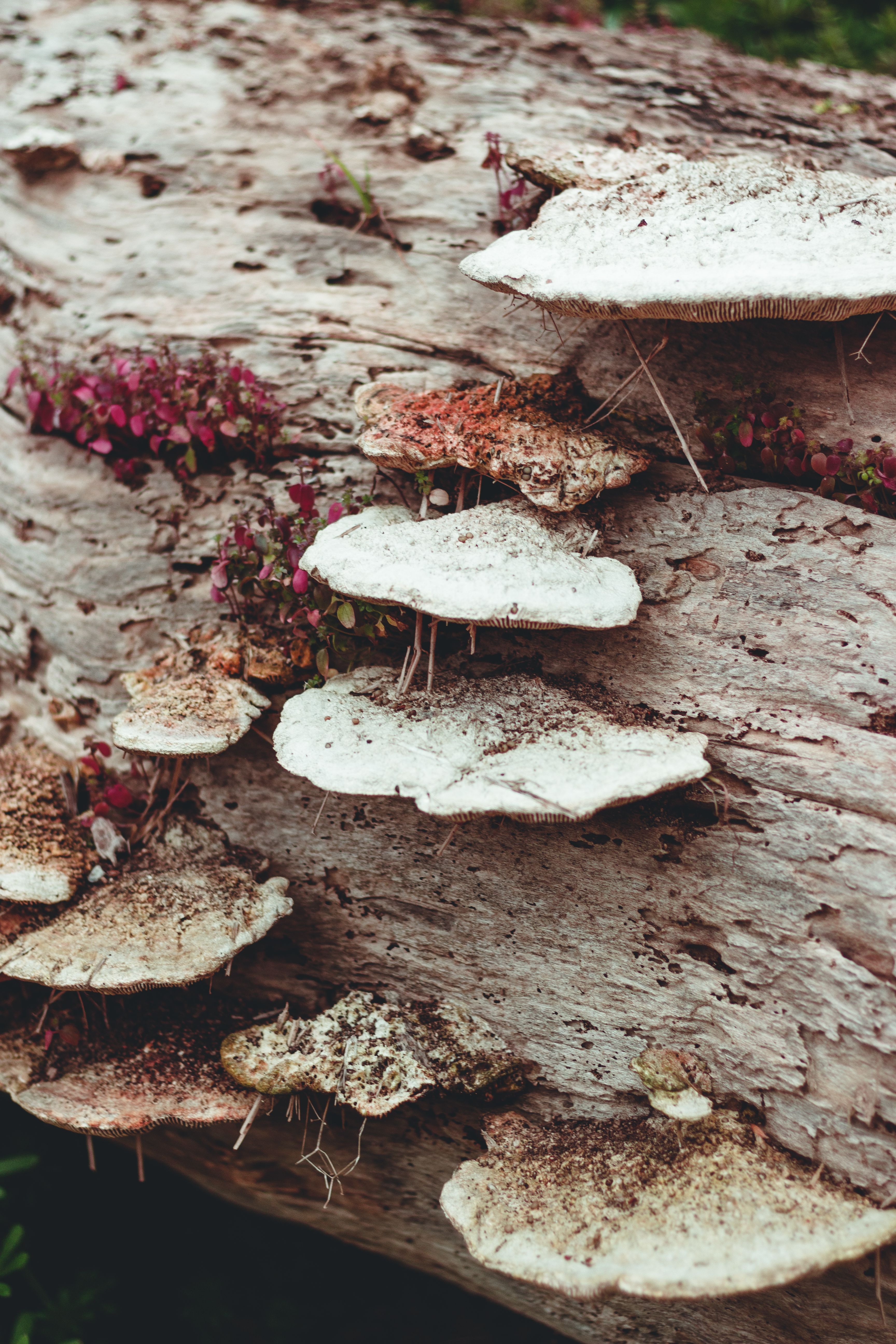 Texture of Mushroom · Free Stock Photo
