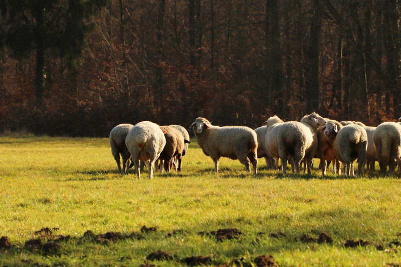 Sheep Egypt Photos, Download The BEST Free Sheep Egypt Stock Photos ...