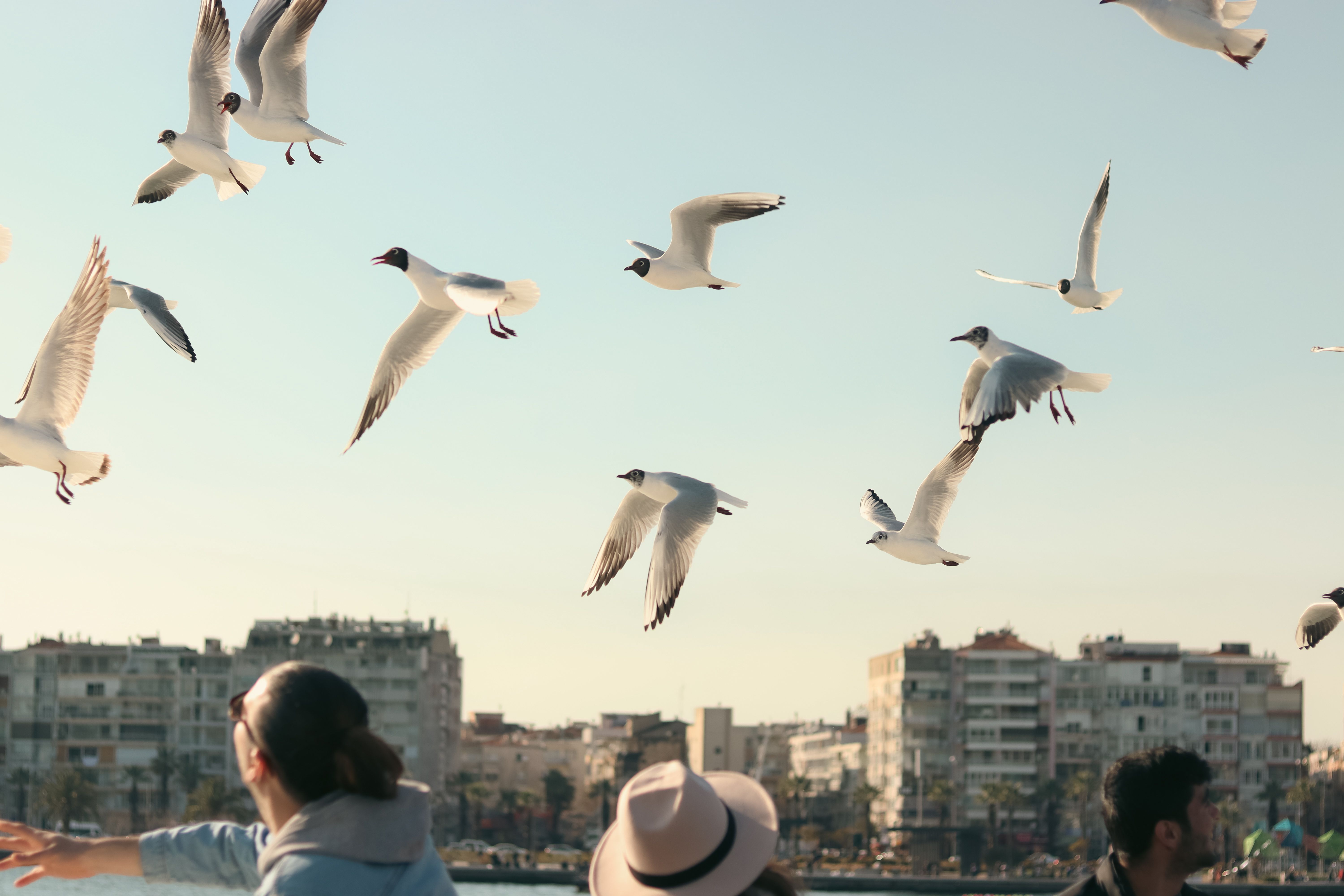 Photo of Seagulls Flying above Heads · Free Stock Photo