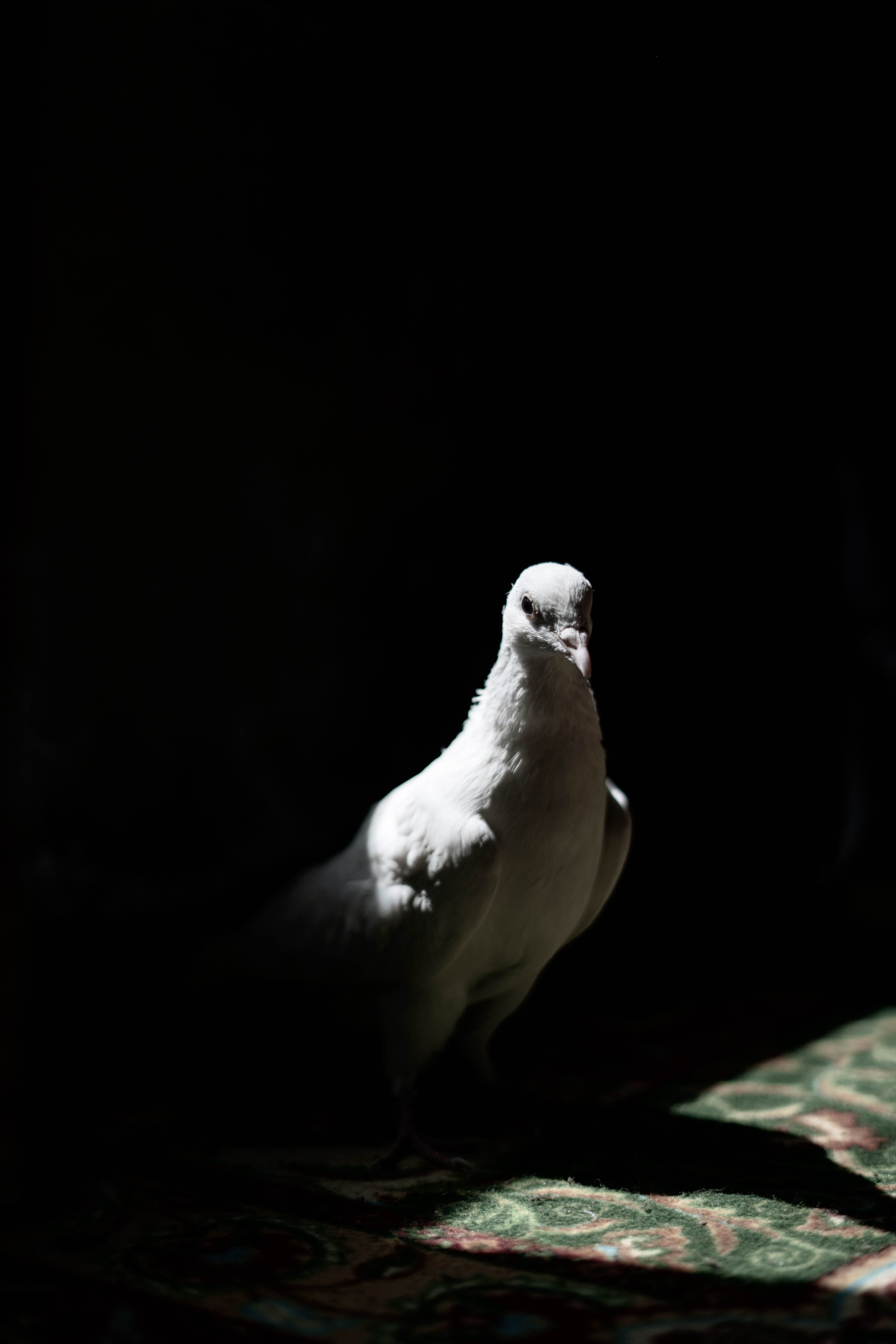 Close-up of a Bird in the Shadow · Free Stock Photo