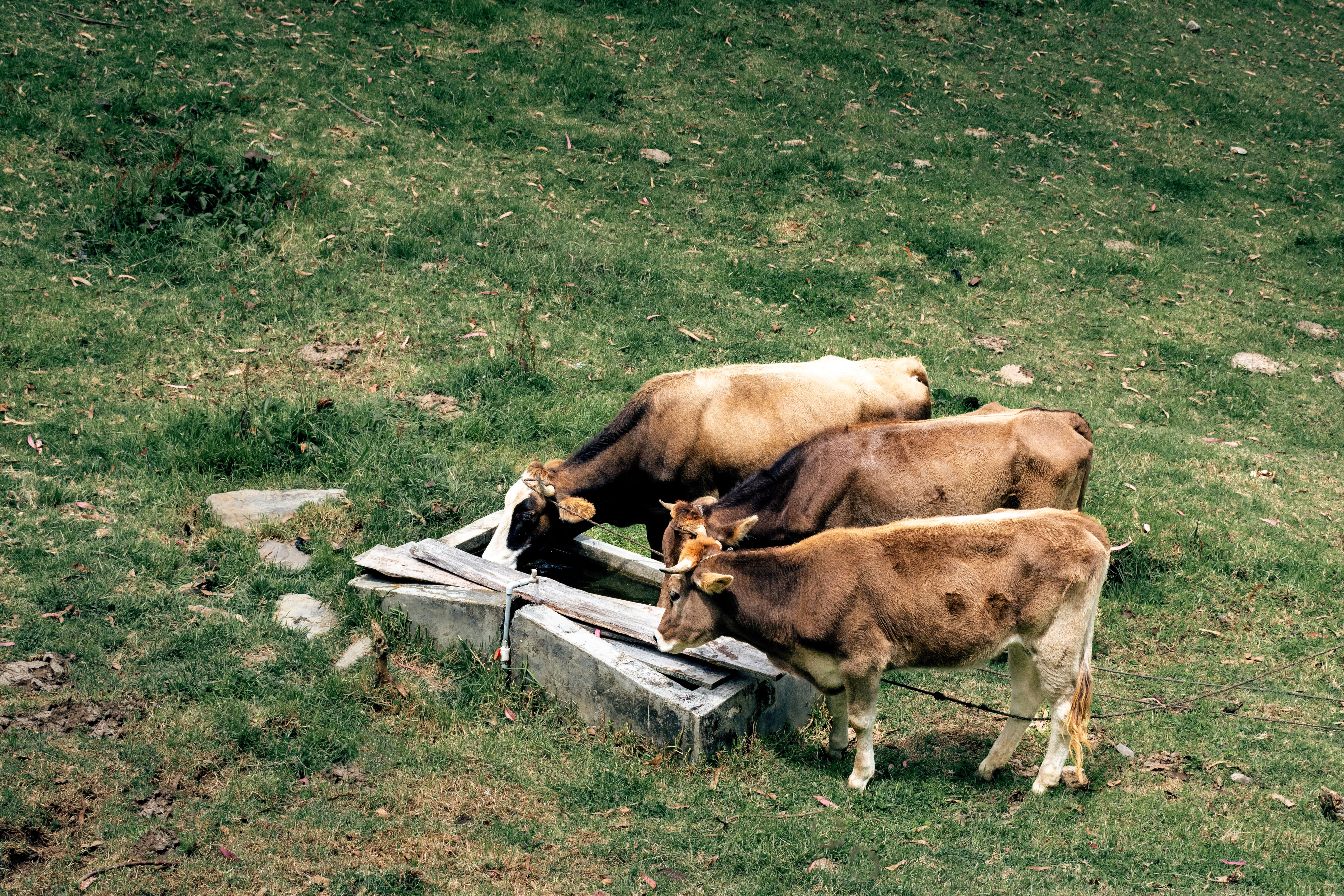 Cows Drinking from the Trough · Free Stock Photo