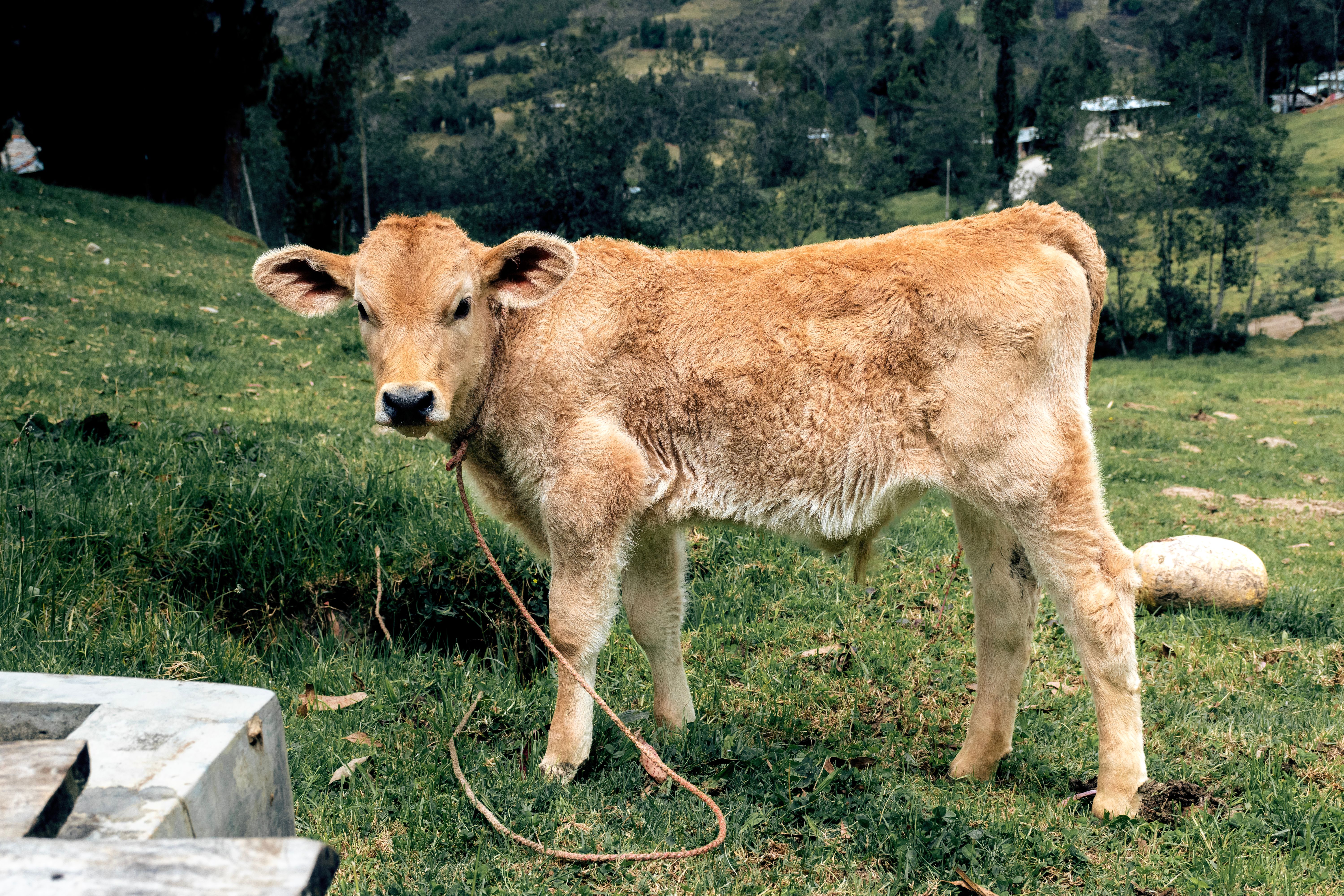 Calf on Mountain Meadow · Free Stock Photo