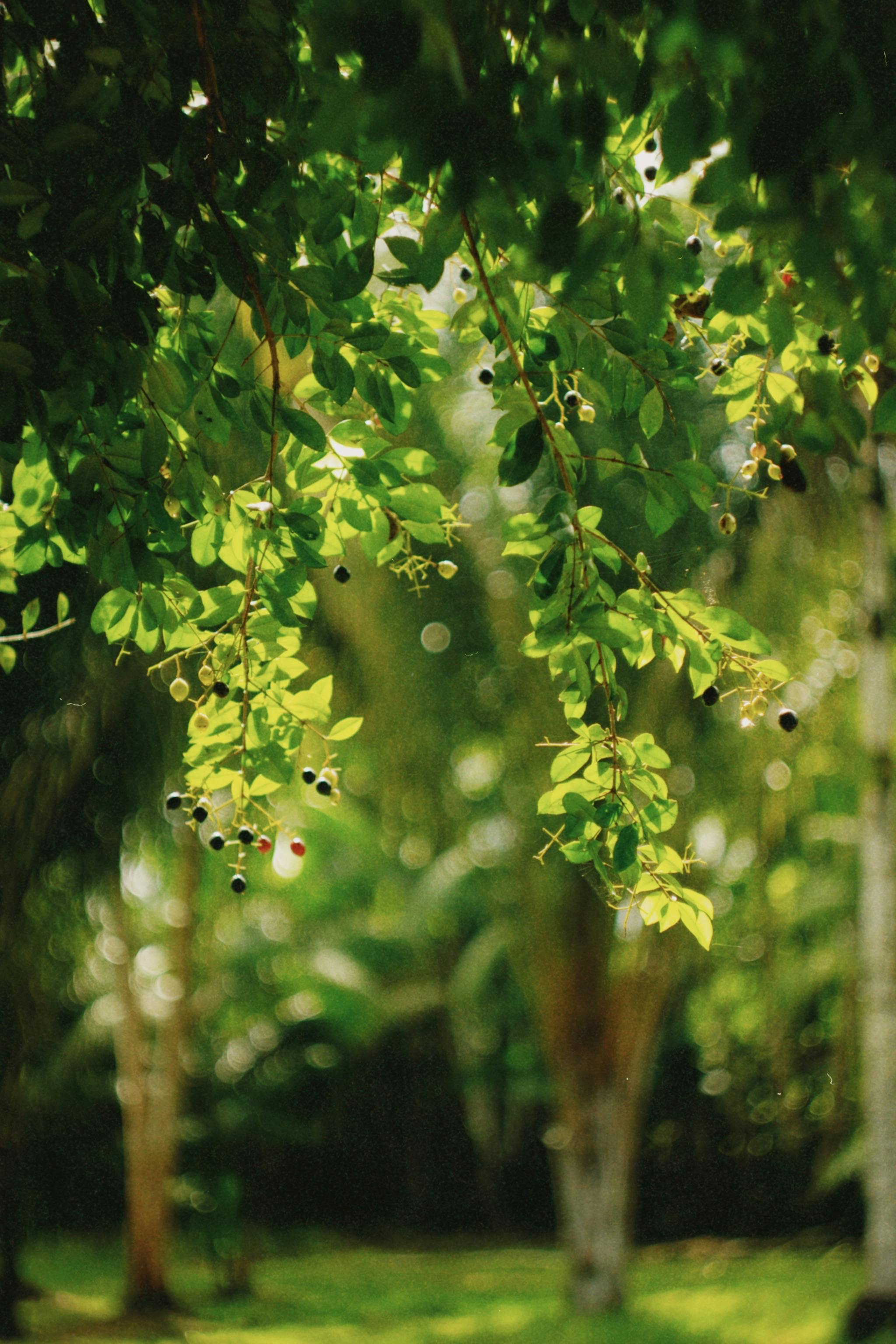 Asmr Nature Photos, Download The BEST Free Asmr Nature Stock Photos ...