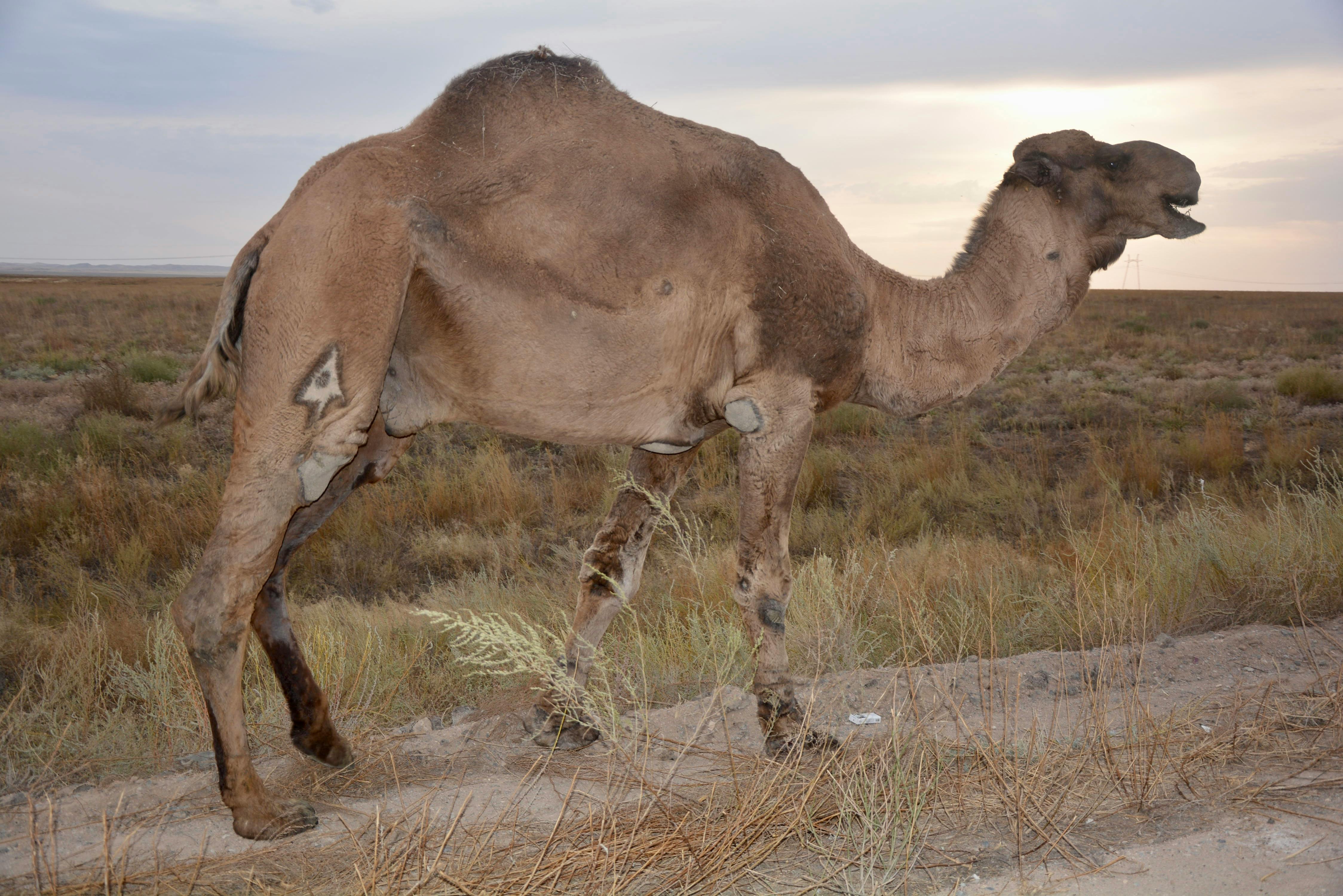 Camel Ready For Safari Photos, Download The BEST Free Camel Ready For ...