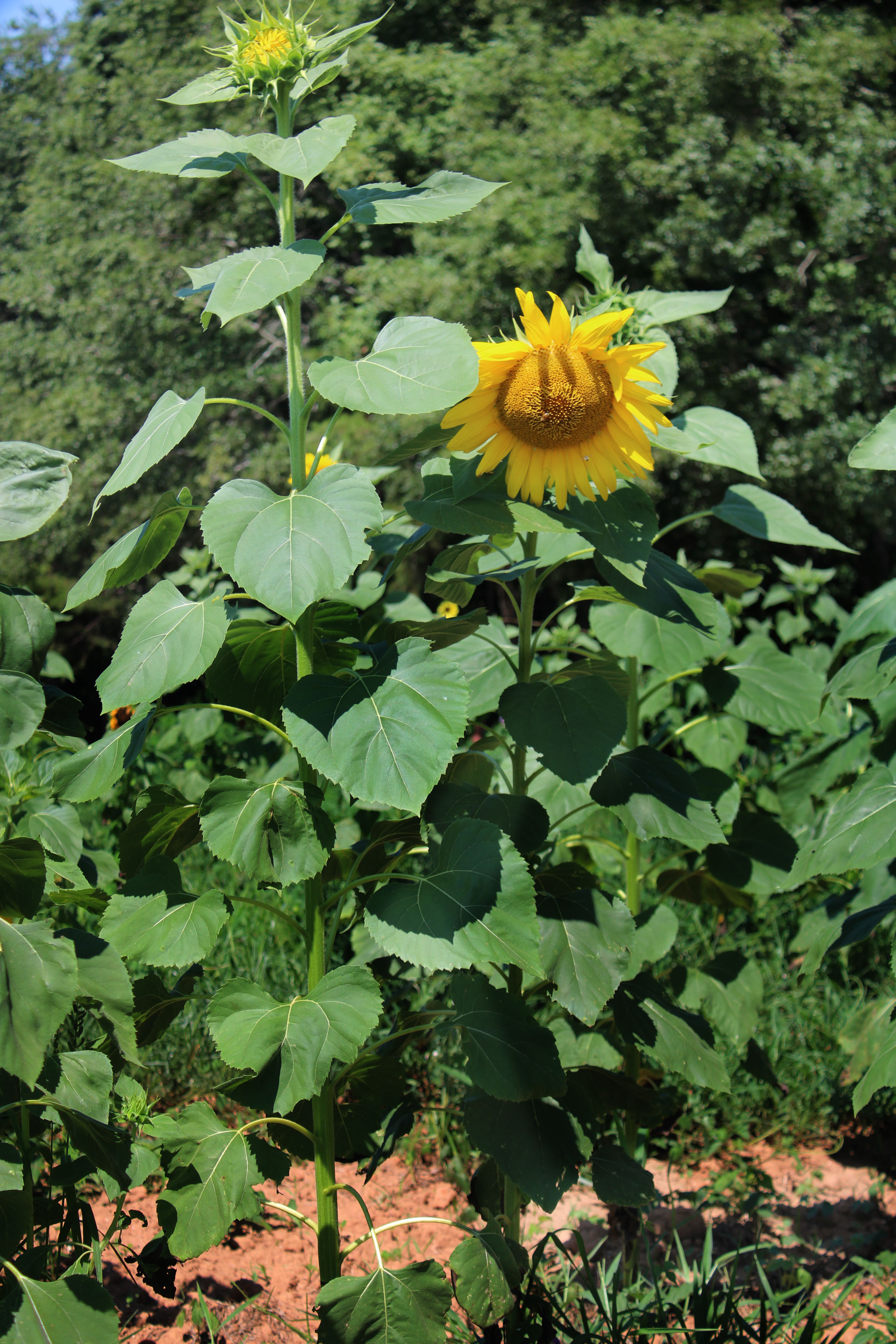 Sunflower+Blooms Photos, Download The BEST Free Sunflower+Blooms Stock ...