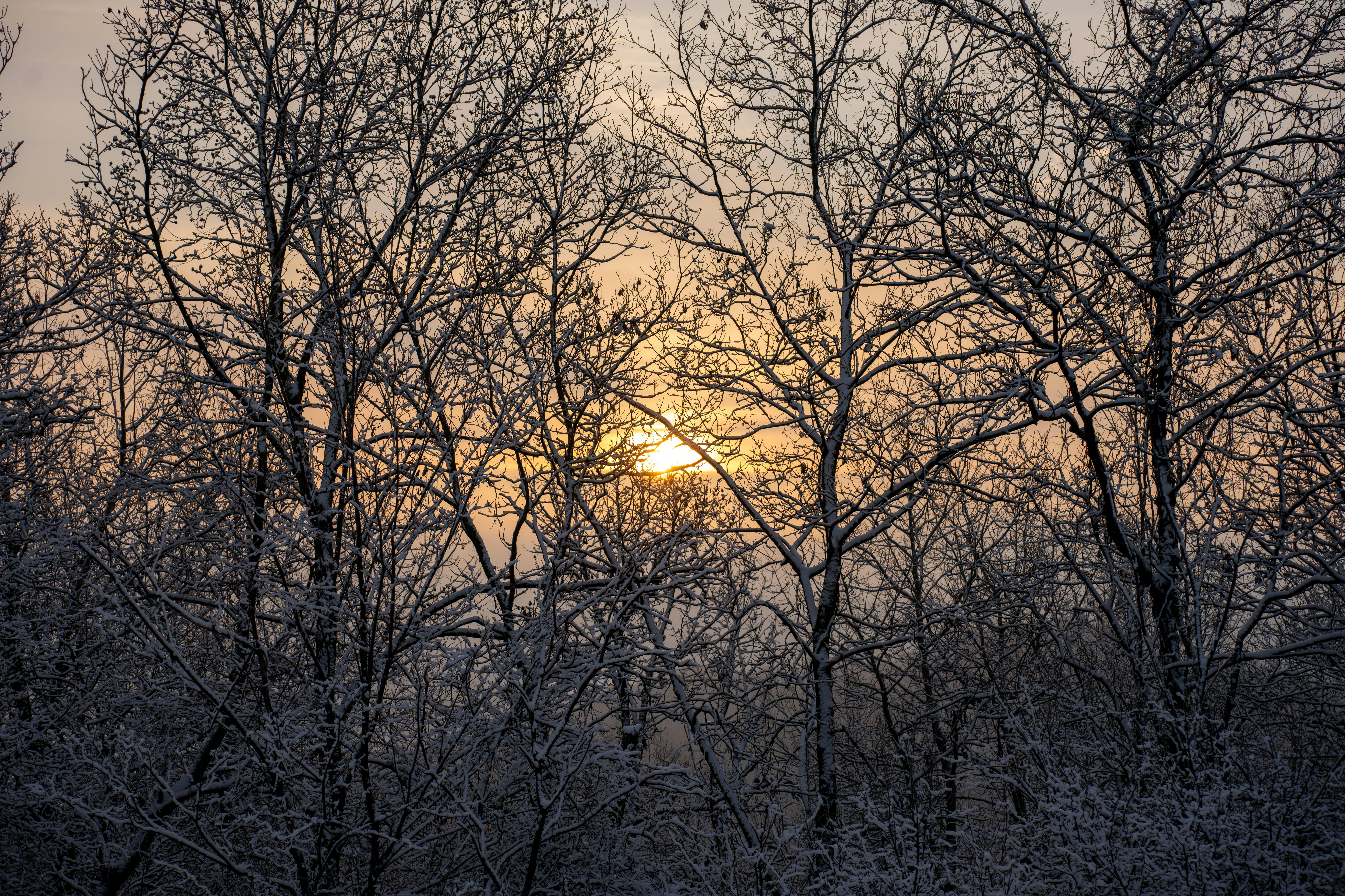 Sunset behind Barren Trees in Winter · Free Stock Photo