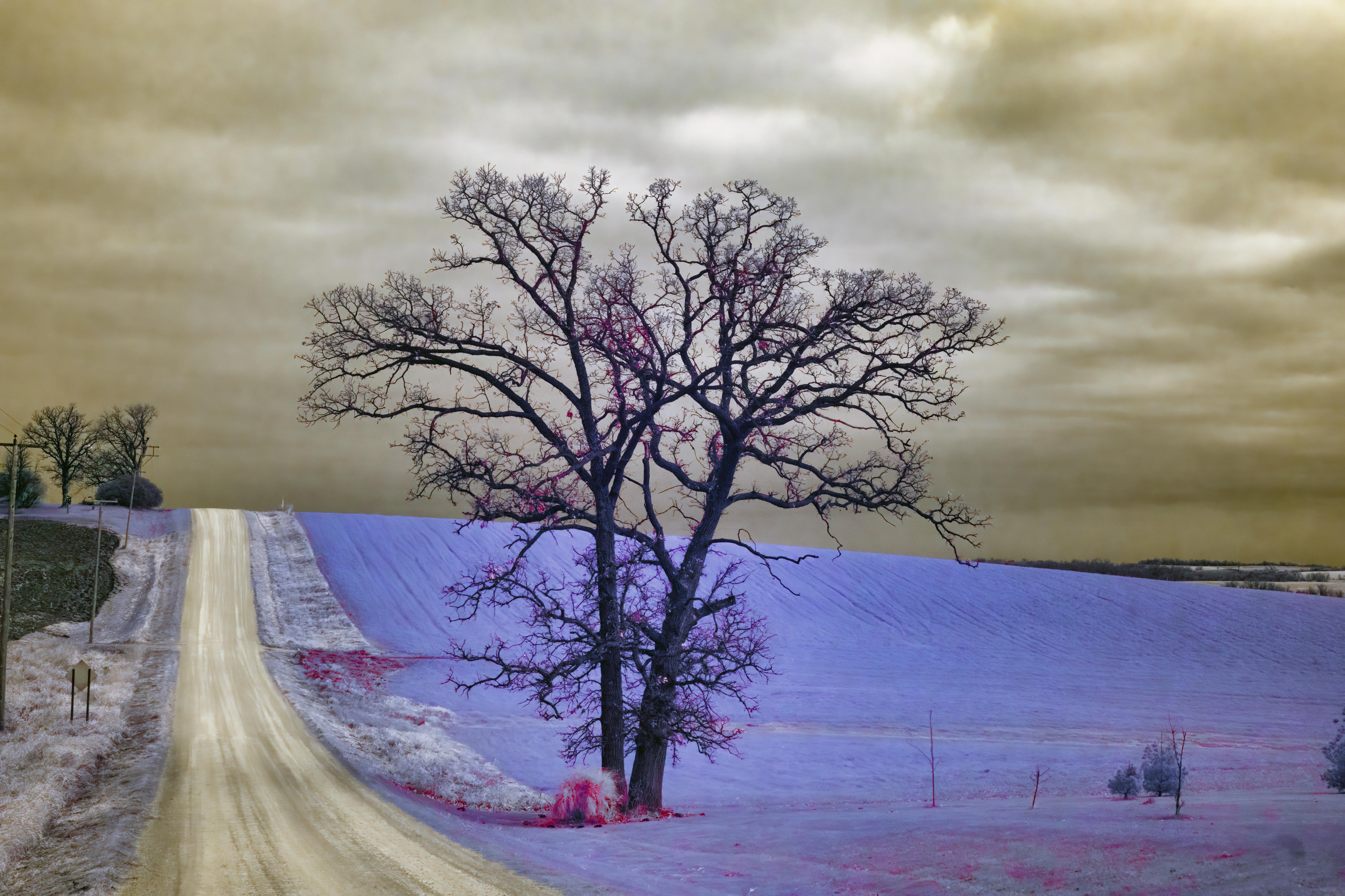 Landscape with Violet Snow · Free Stock Photo