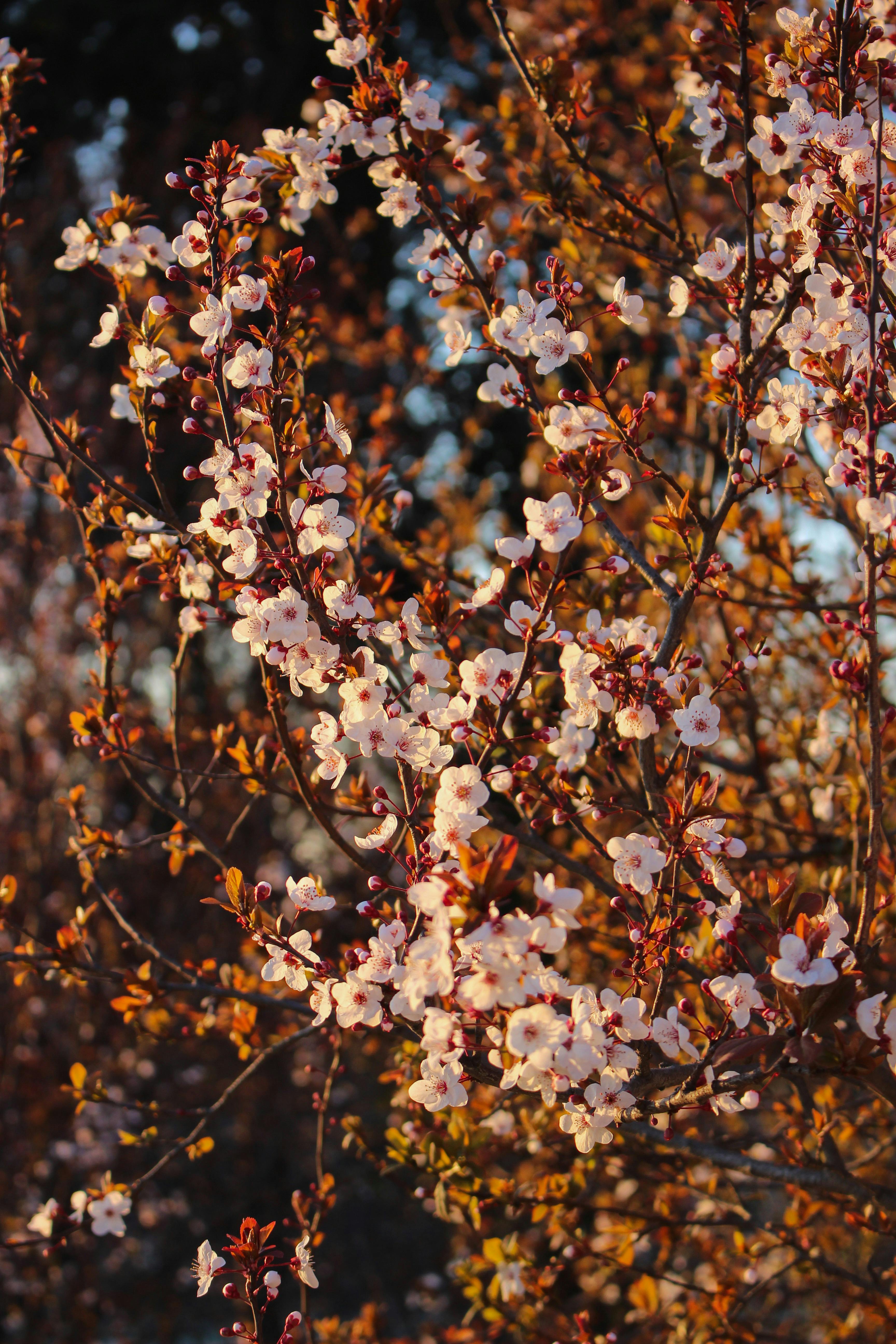 Close-up of Cherry Blossom · Free Stock Photo