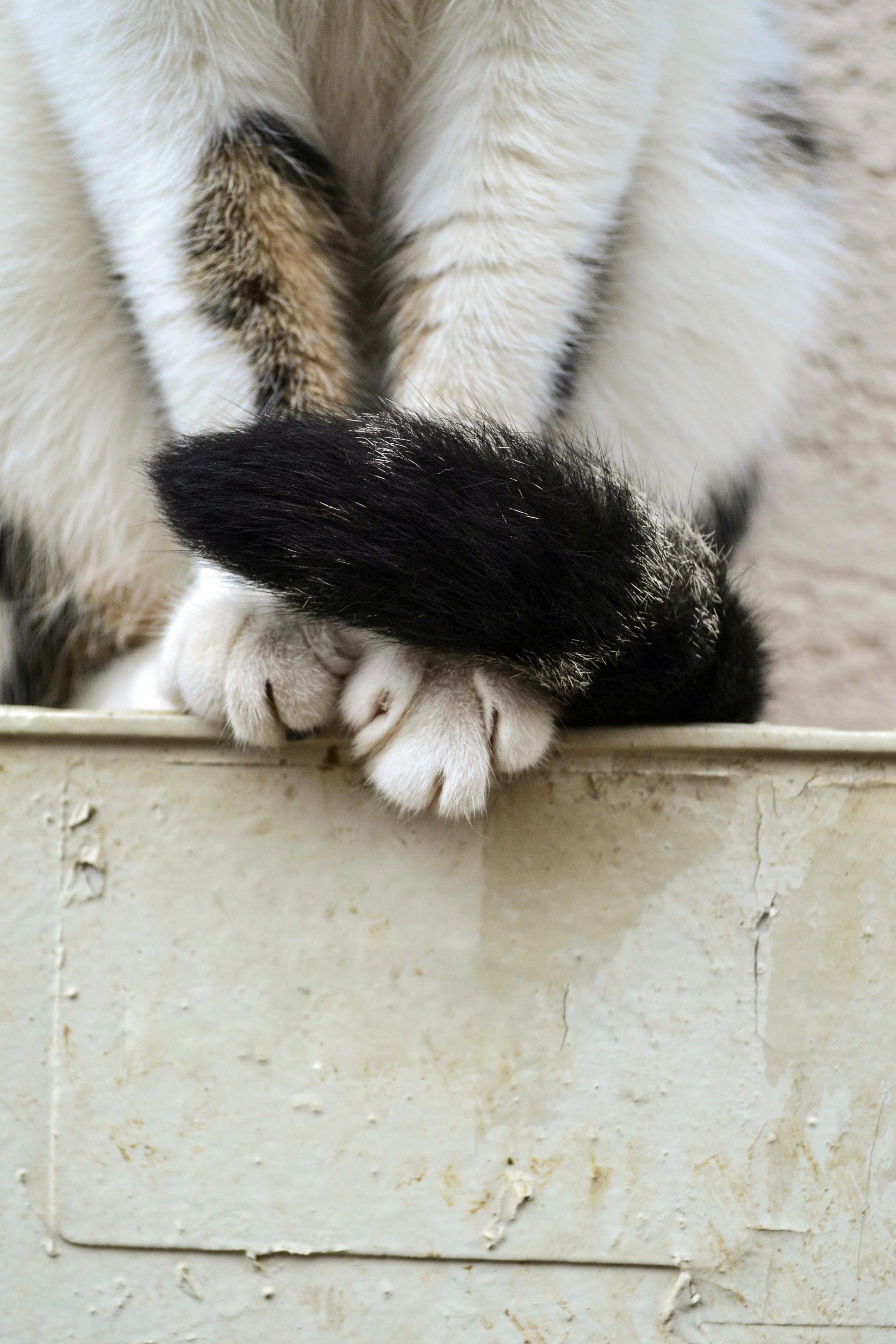 Mouse Paws Photos, Download The BEST Free Mouse Paws Stock Photos & HD ...