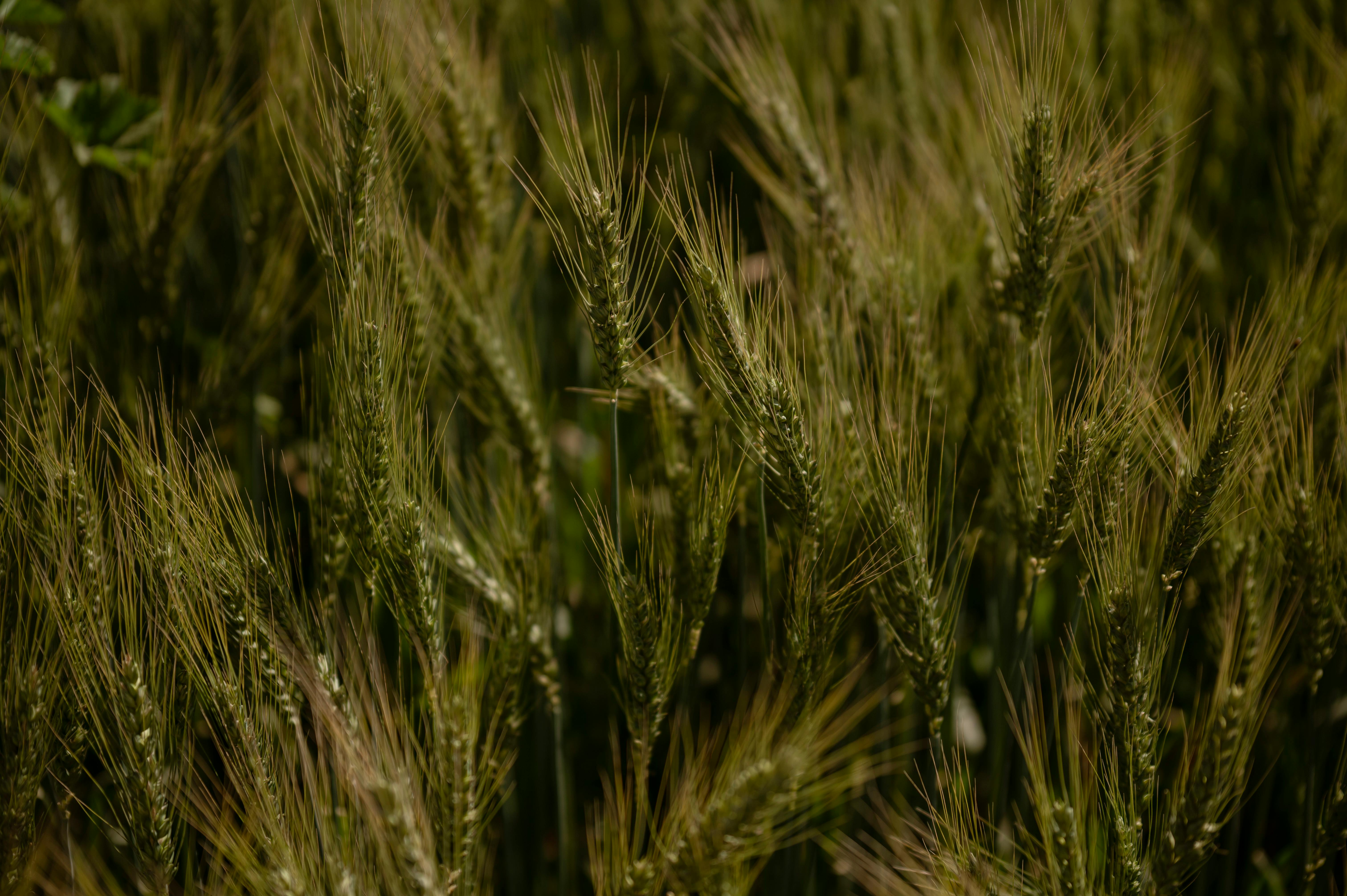 Unripe Blades of Wheat · Free Stock Photo