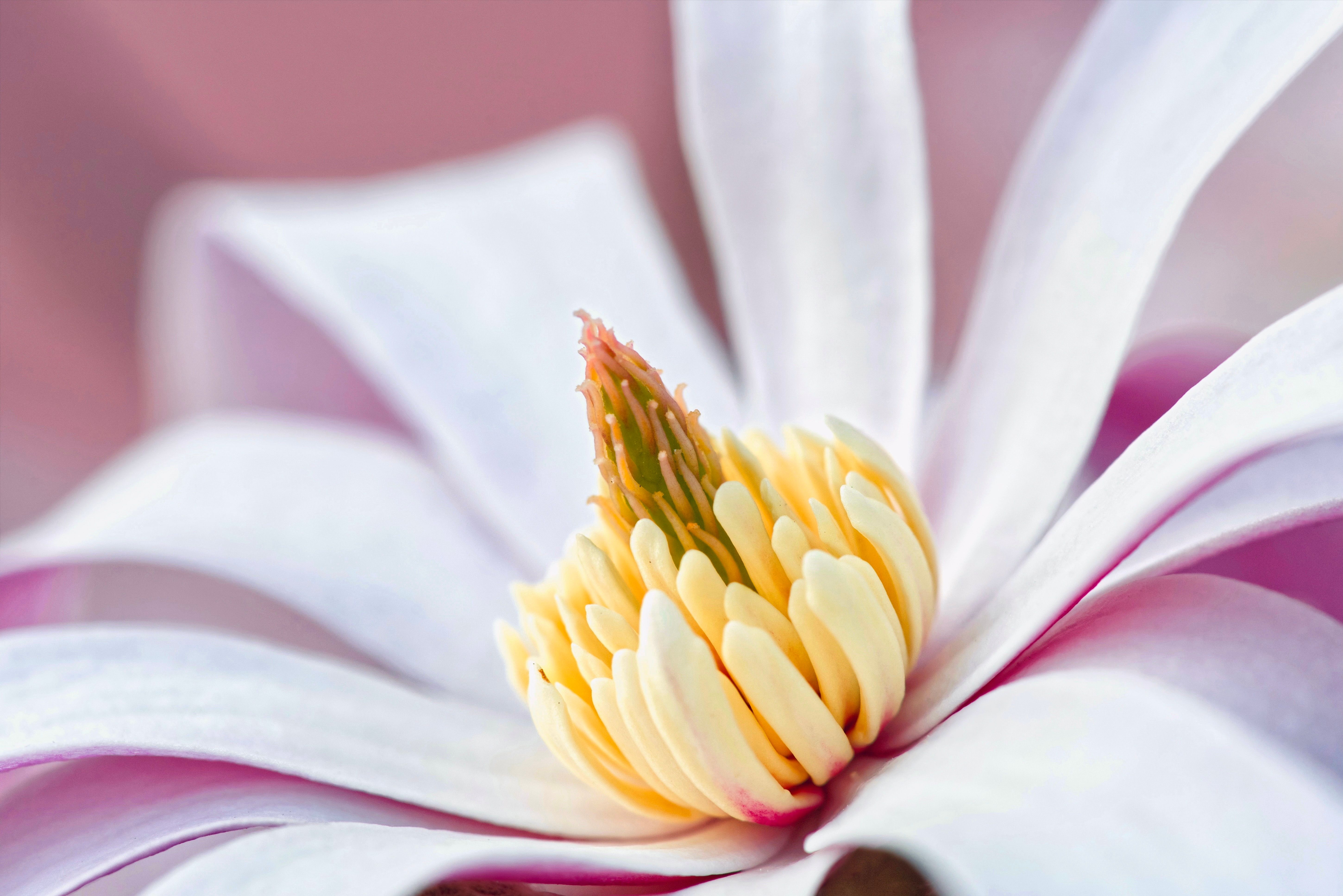 Close-up of Magnolia Petals · Free Stock Photo