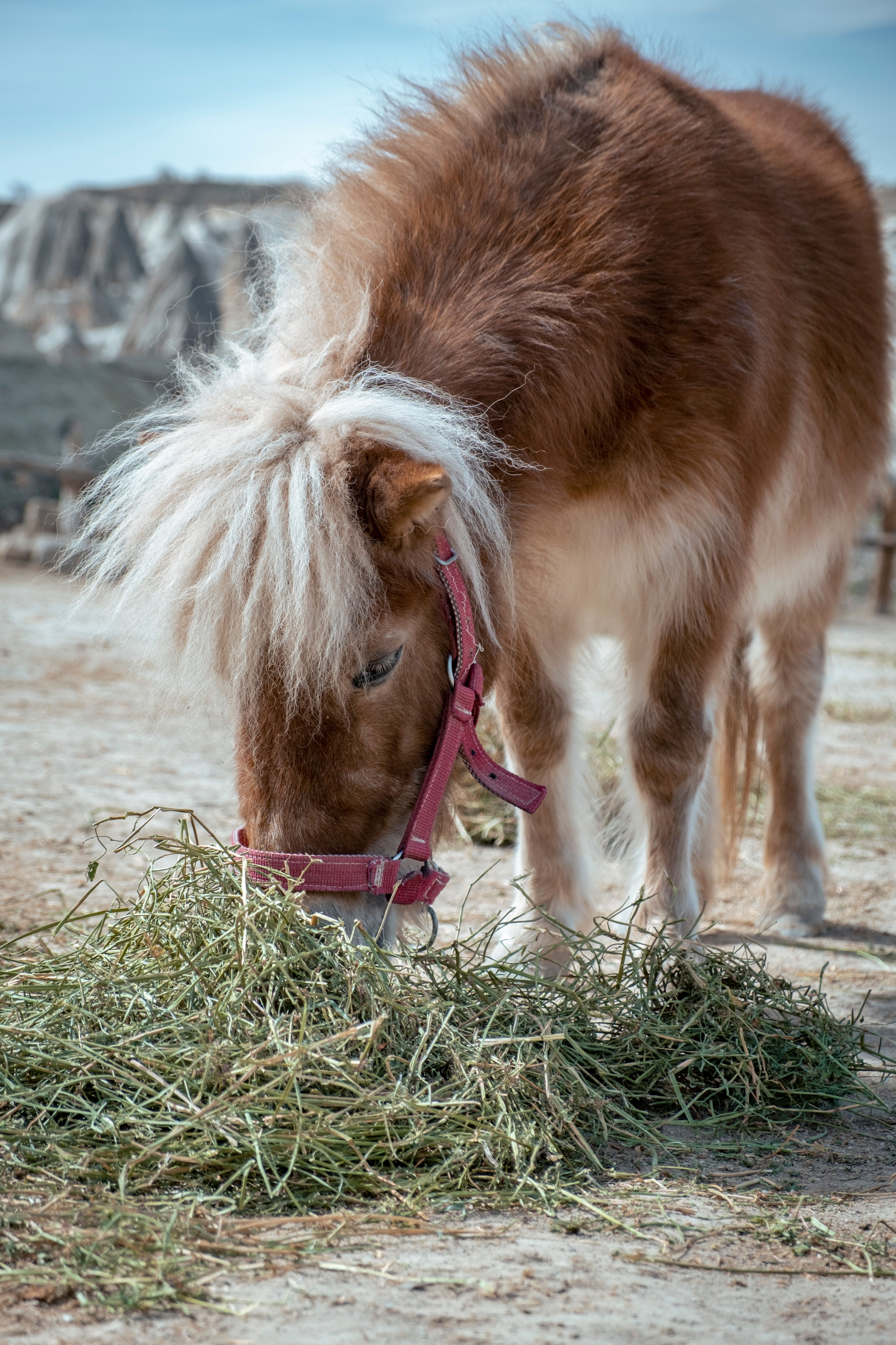 Horse Eating Hay · Free Stock Photo