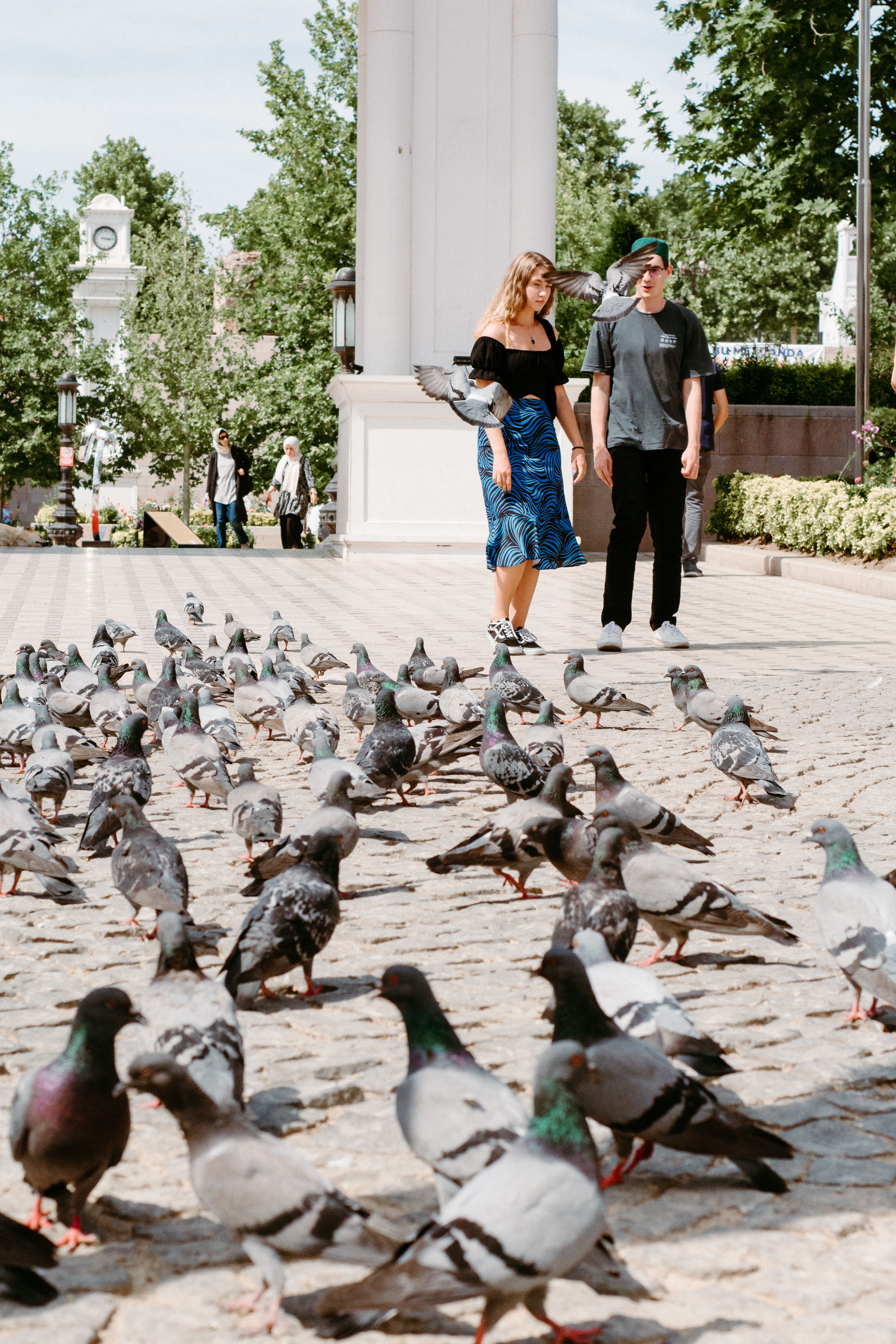 A couple walking through a park with pigeons · Free Stock Photo