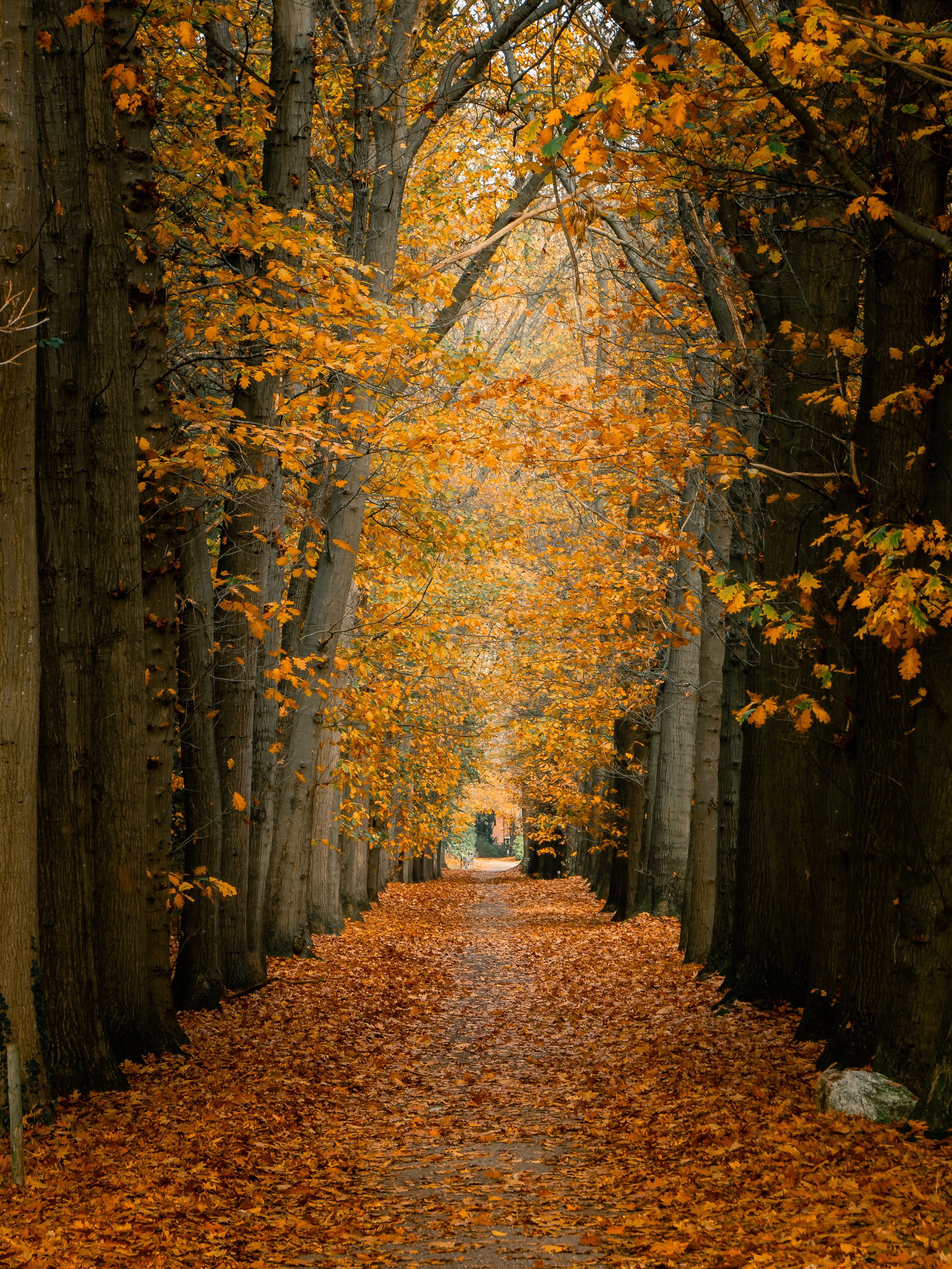 Photo gratuite de allées piétonnes, arbres, automne, chemin, feuilles ...