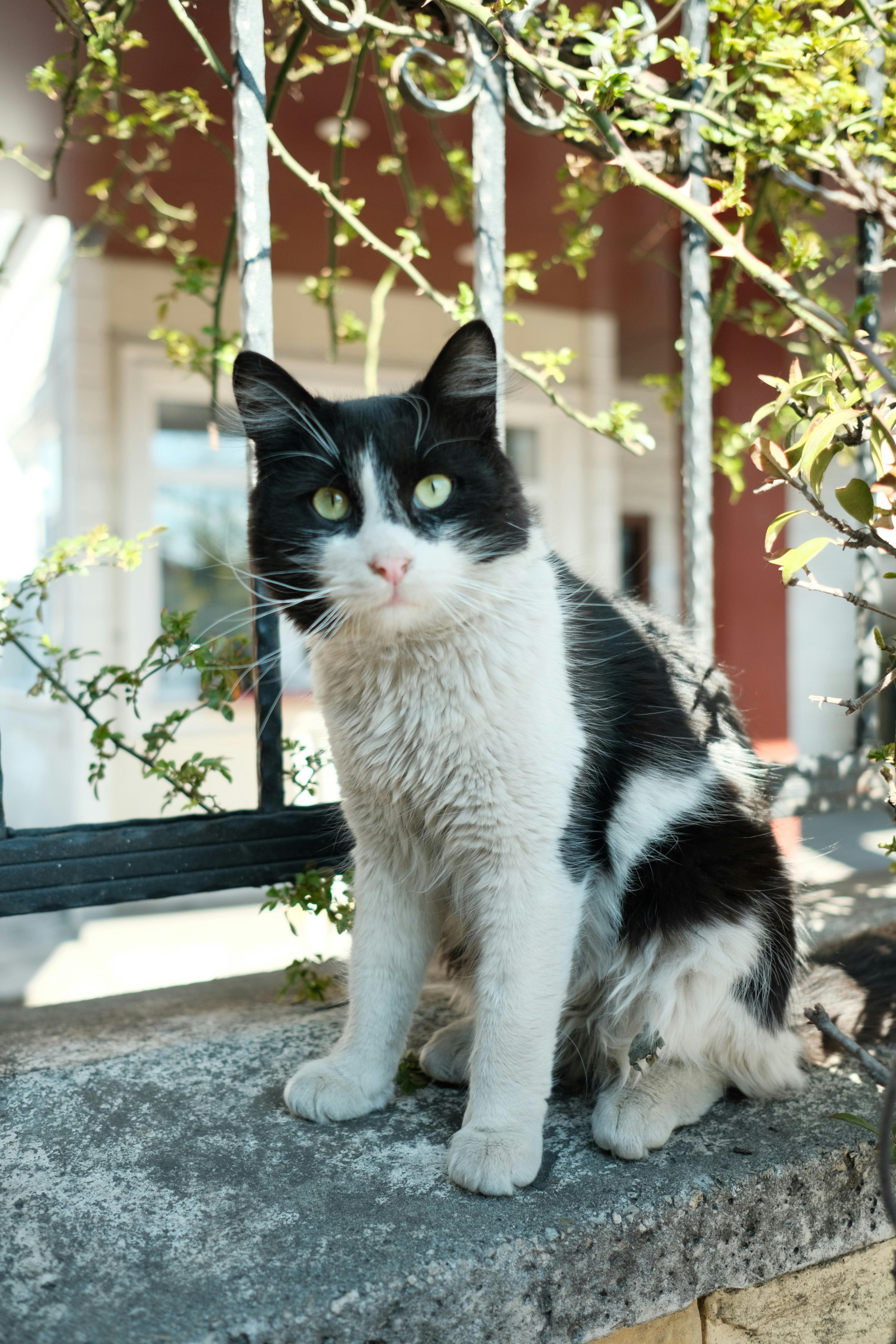 Dirty Stray Cat · Free Stock Photo