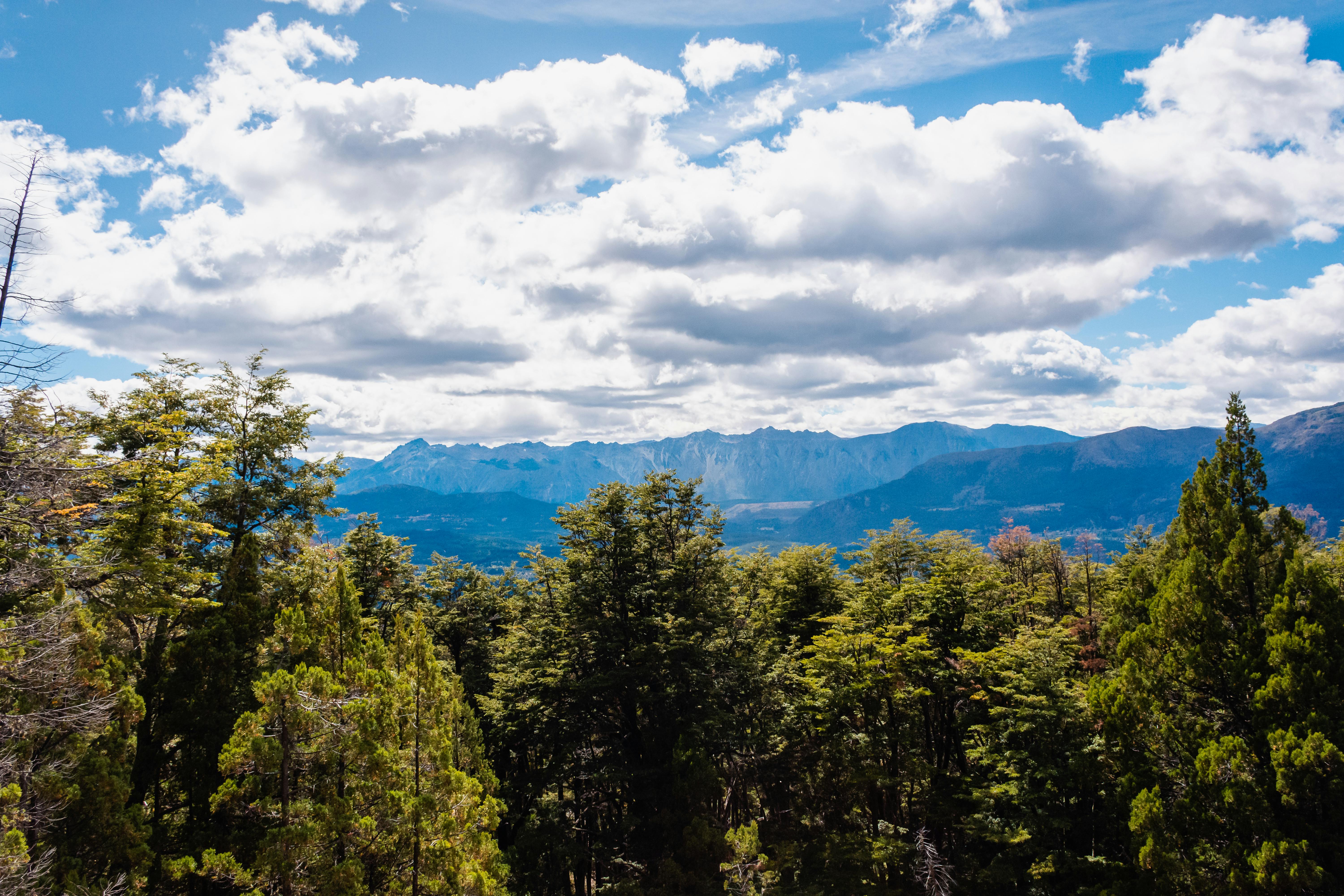 Deep Green Trees Photos, Download The BEST Free Deep Green Trees Stock ...