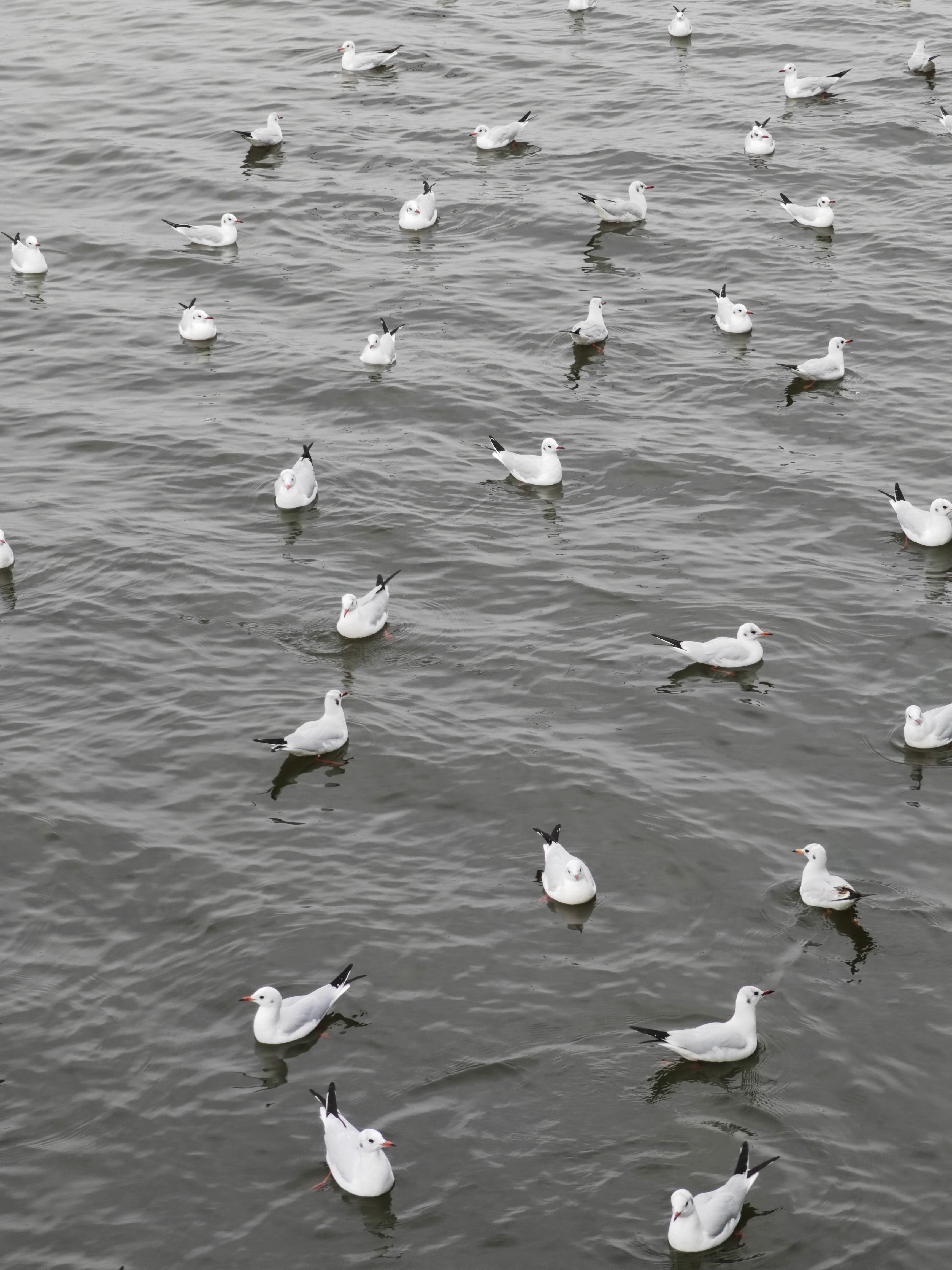 White Birds Photos, Download The BEST Free White Birds Stock Photos ...