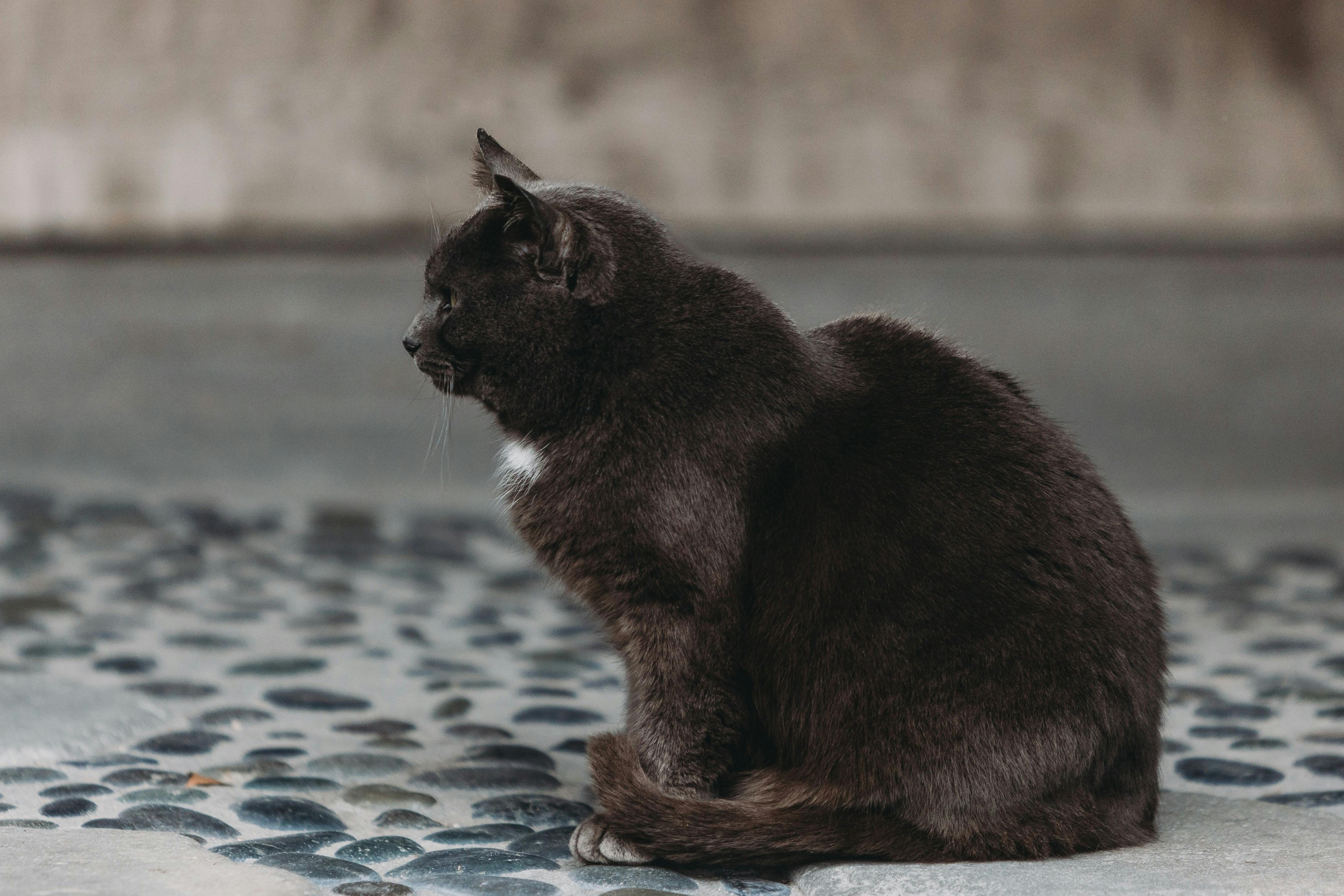 Portrait of Fluffy Cat · Free Stock Photo