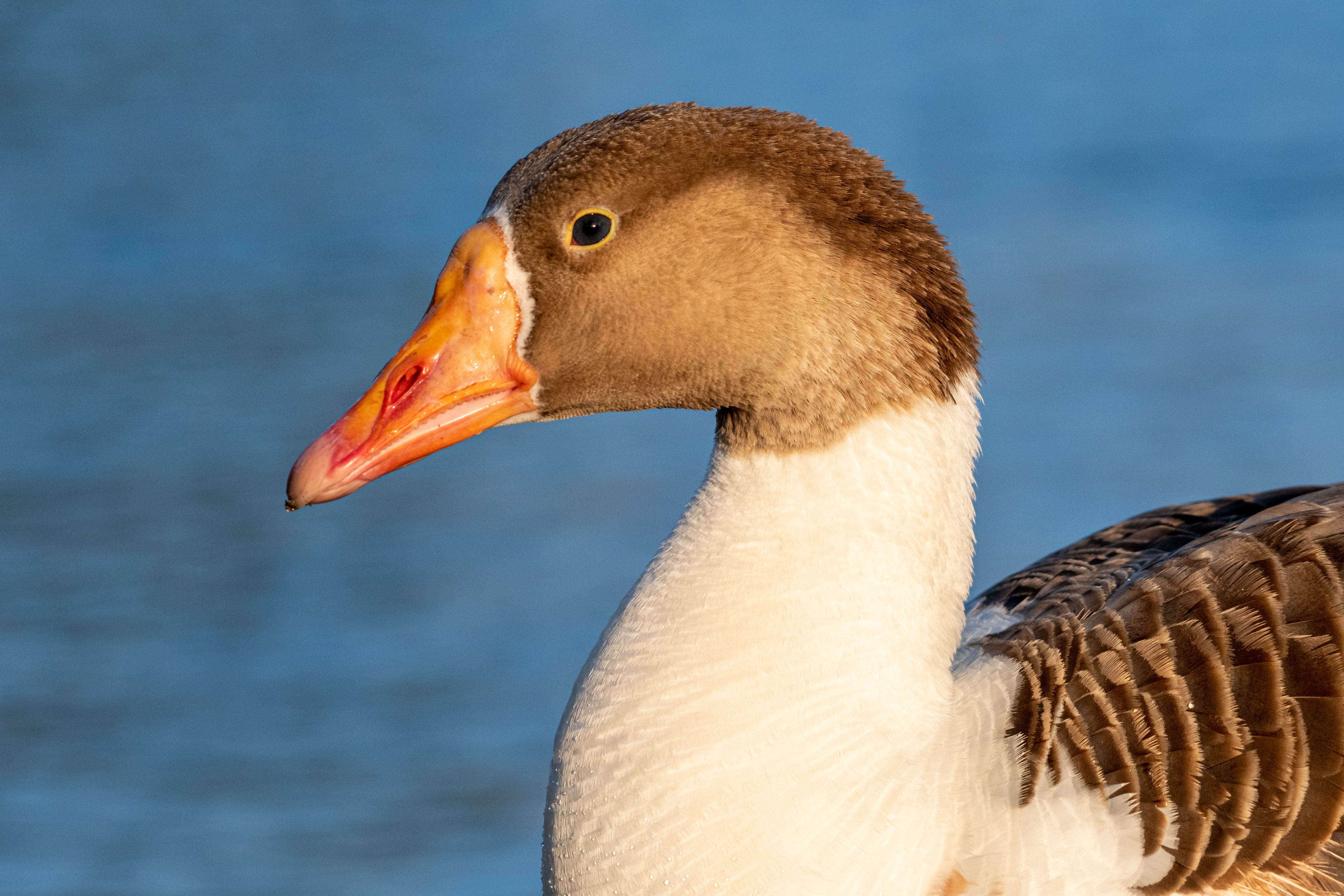 Foto de stock gratuita sobre animal, bribón común, de cerca, fondo de ...