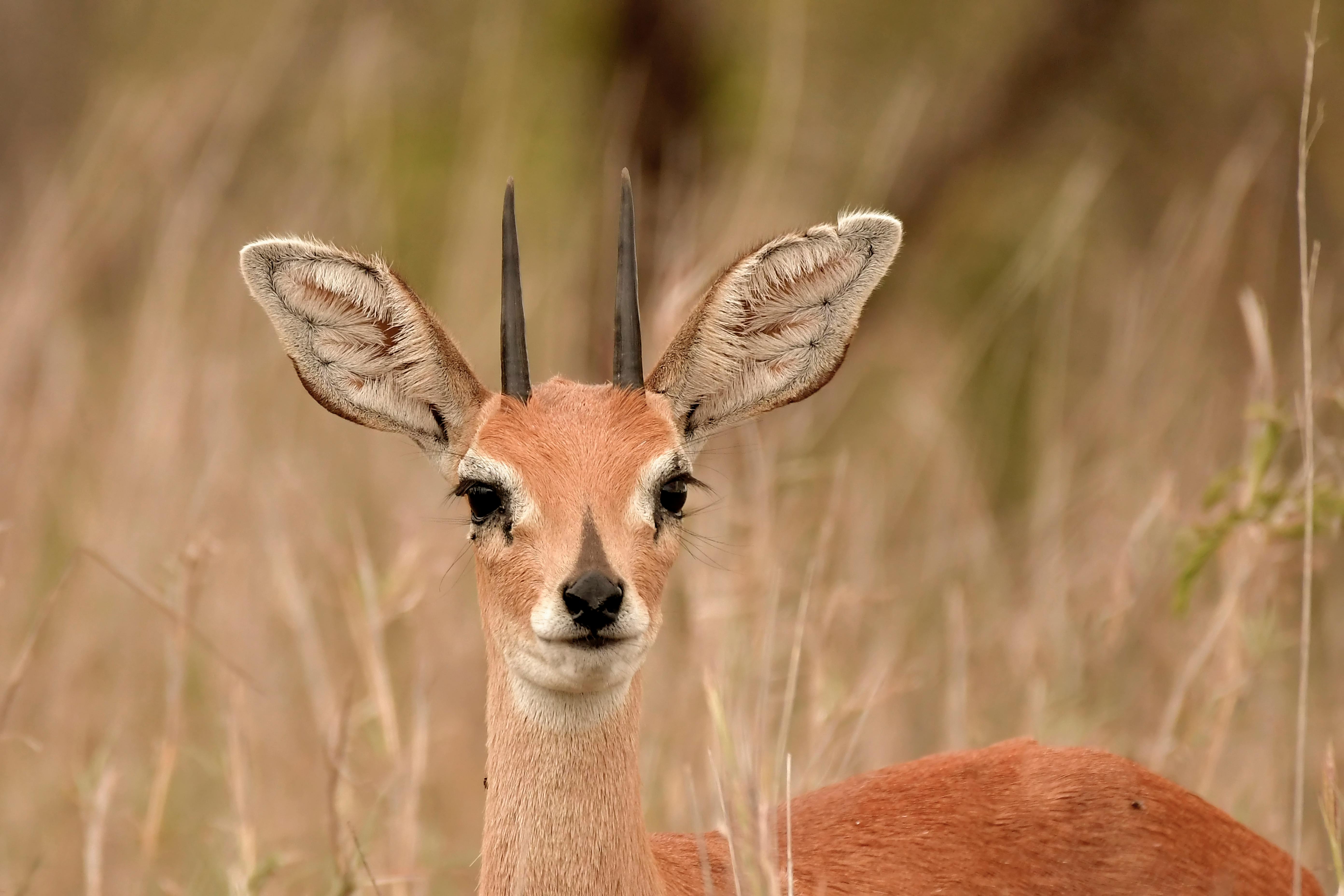 Free stock photo of alce, alces alces, animal