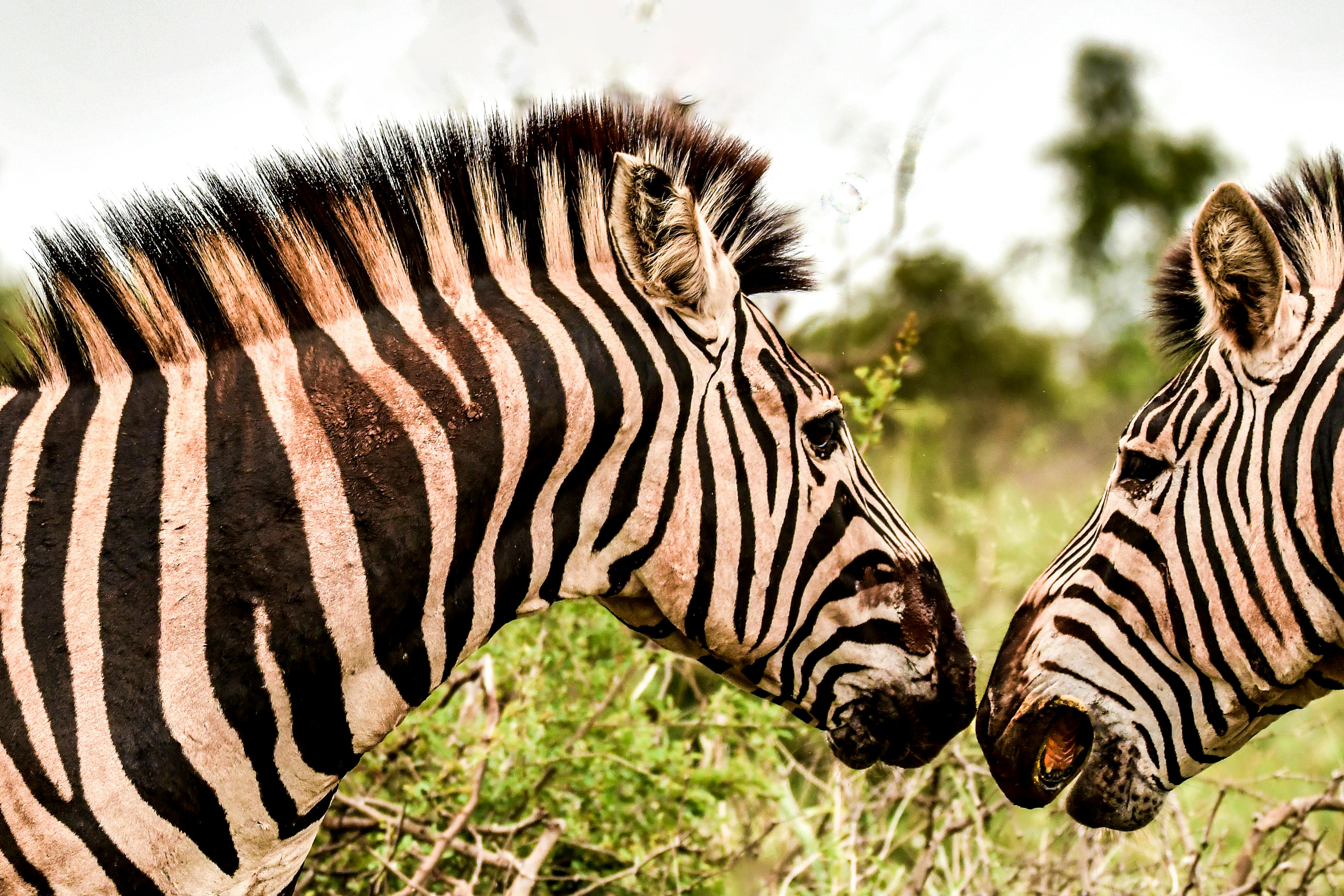 Close-Up Photo of Two Zebras · Free Stock Photo