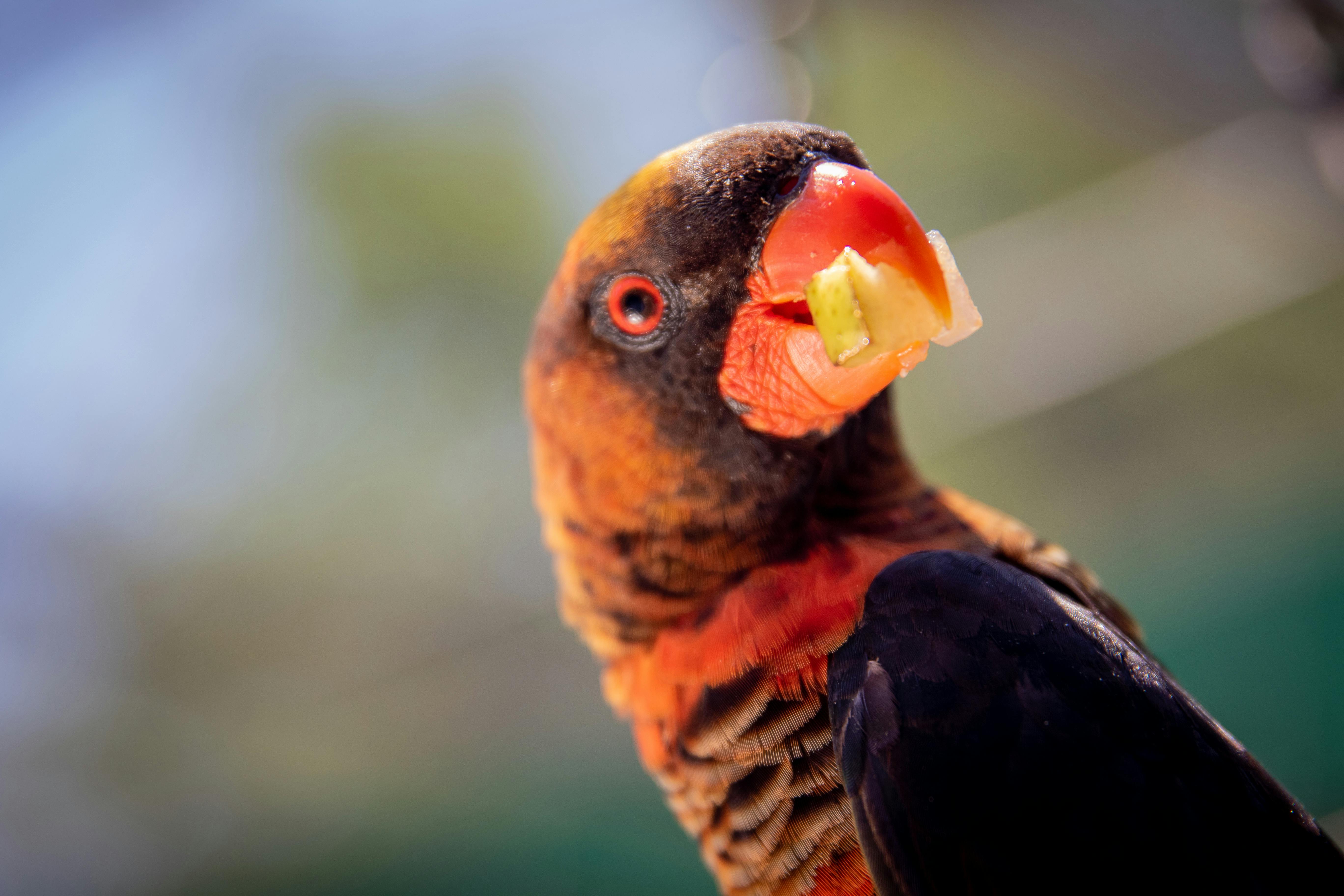 Close-Up Photo of Parrot · Free Stock Photo