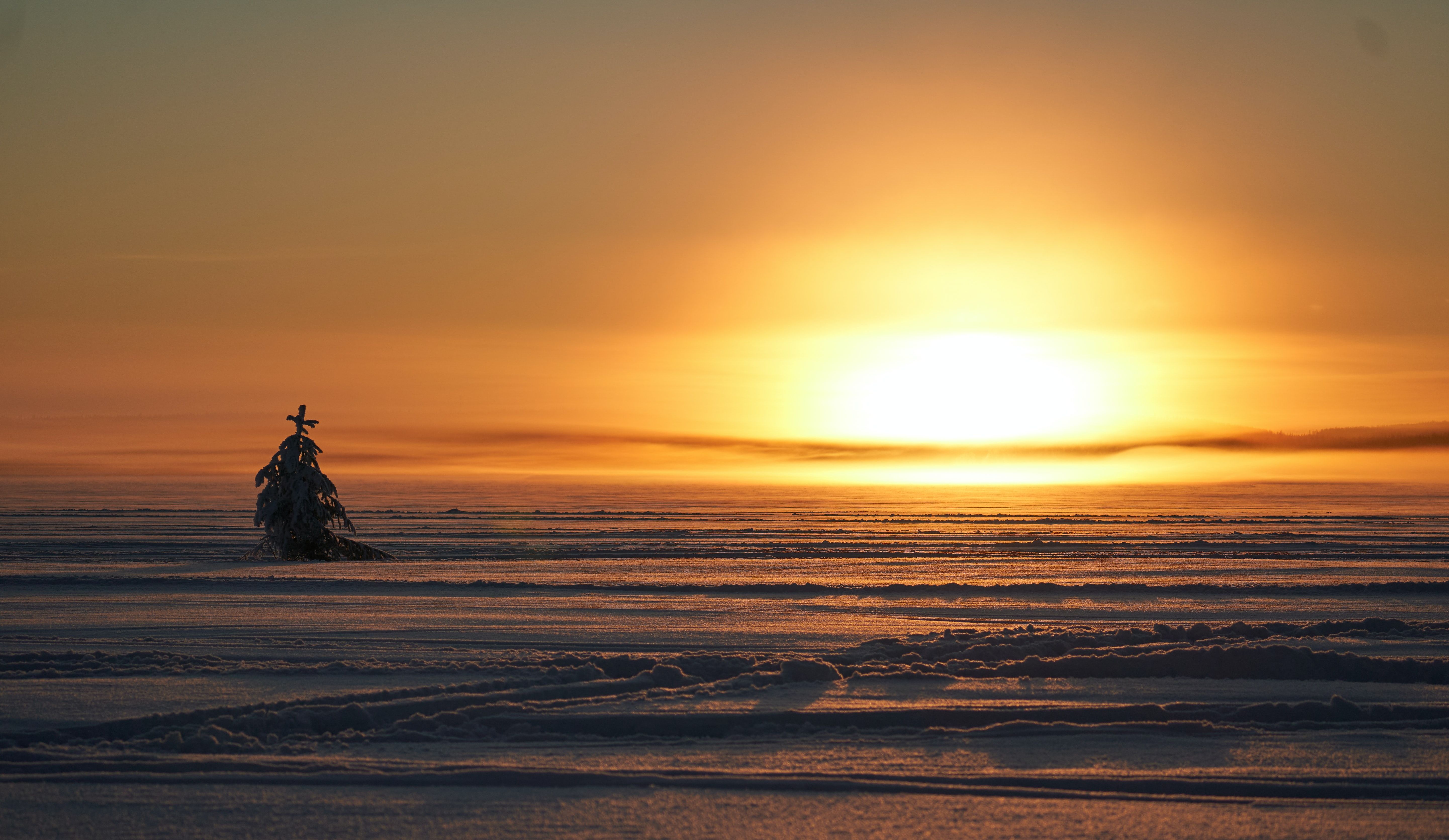 Sunset and Tree in Snow · Free Stock Photo