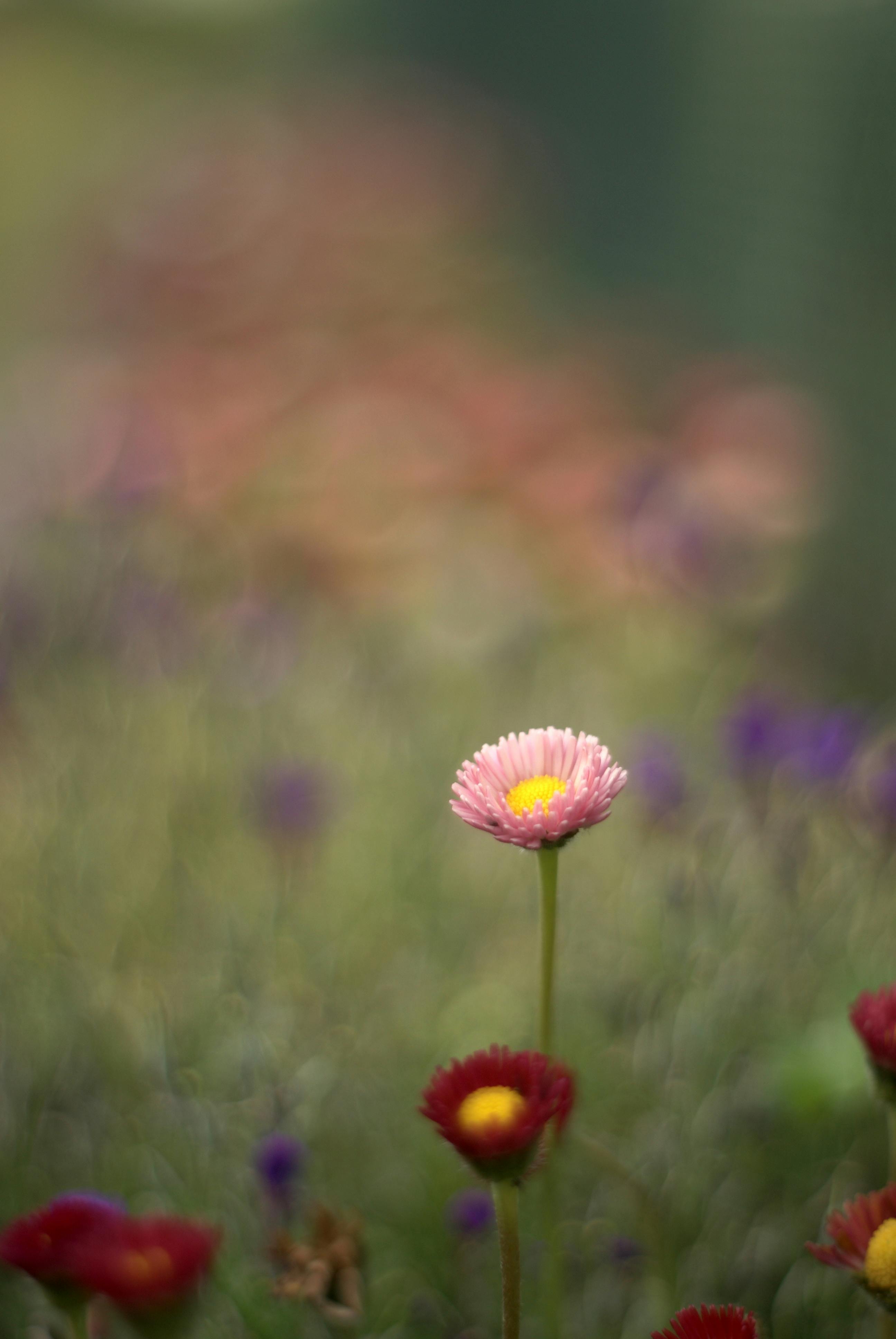A single flower in a field of flowers · Free Stock Photo