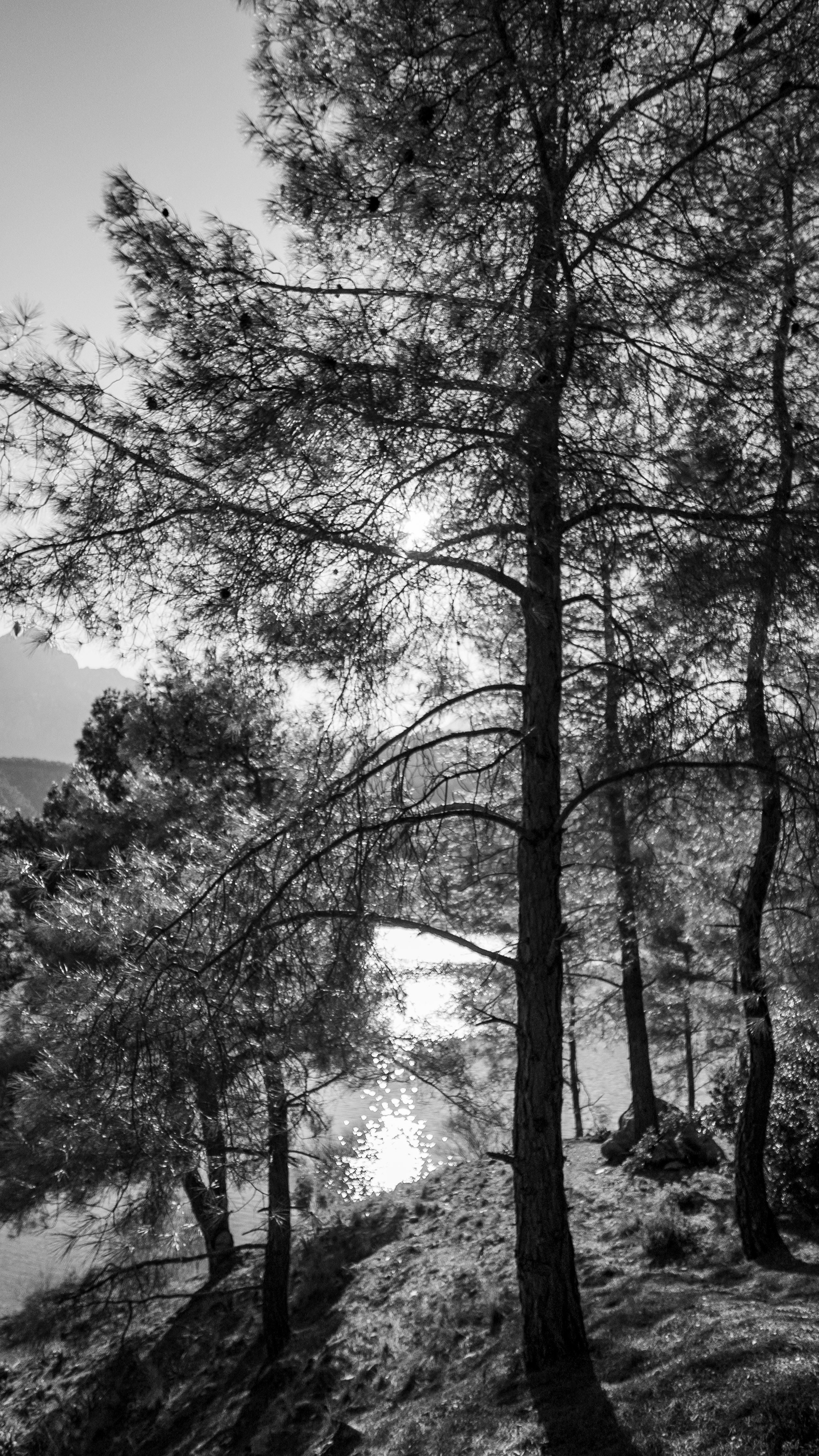 Forest in Shadow under Mountain in Black and White · Free Stock Photo