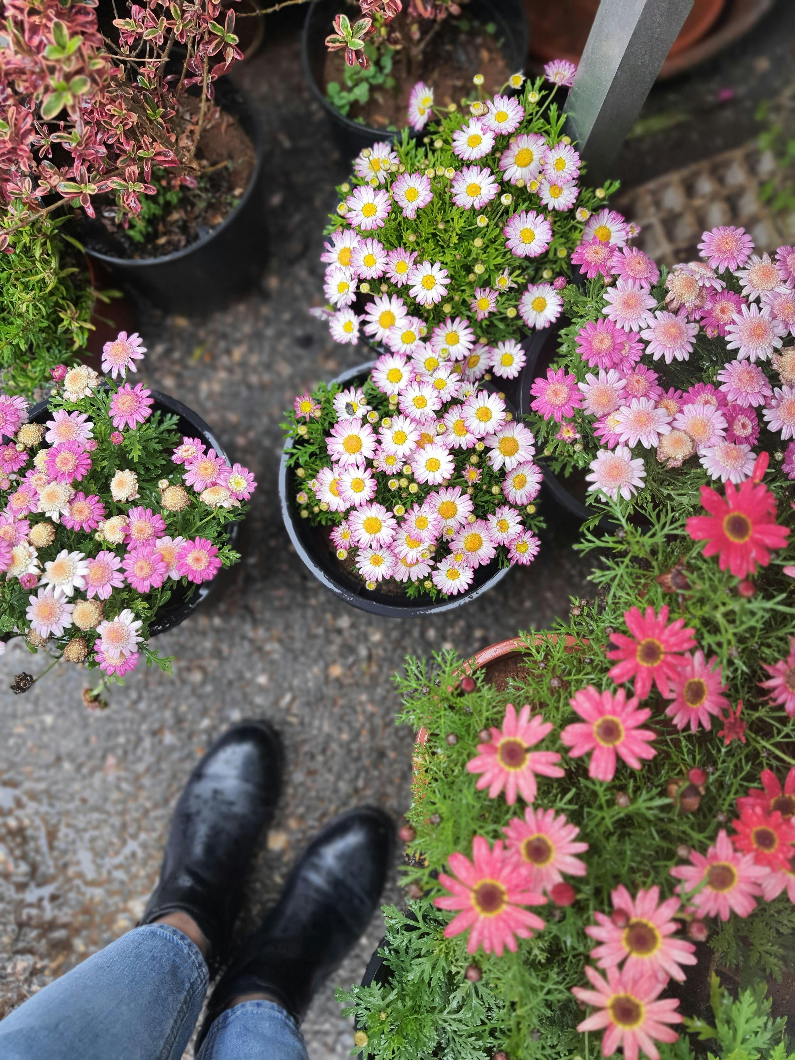 Choice of Blooming Flowers · Free Stock Photo