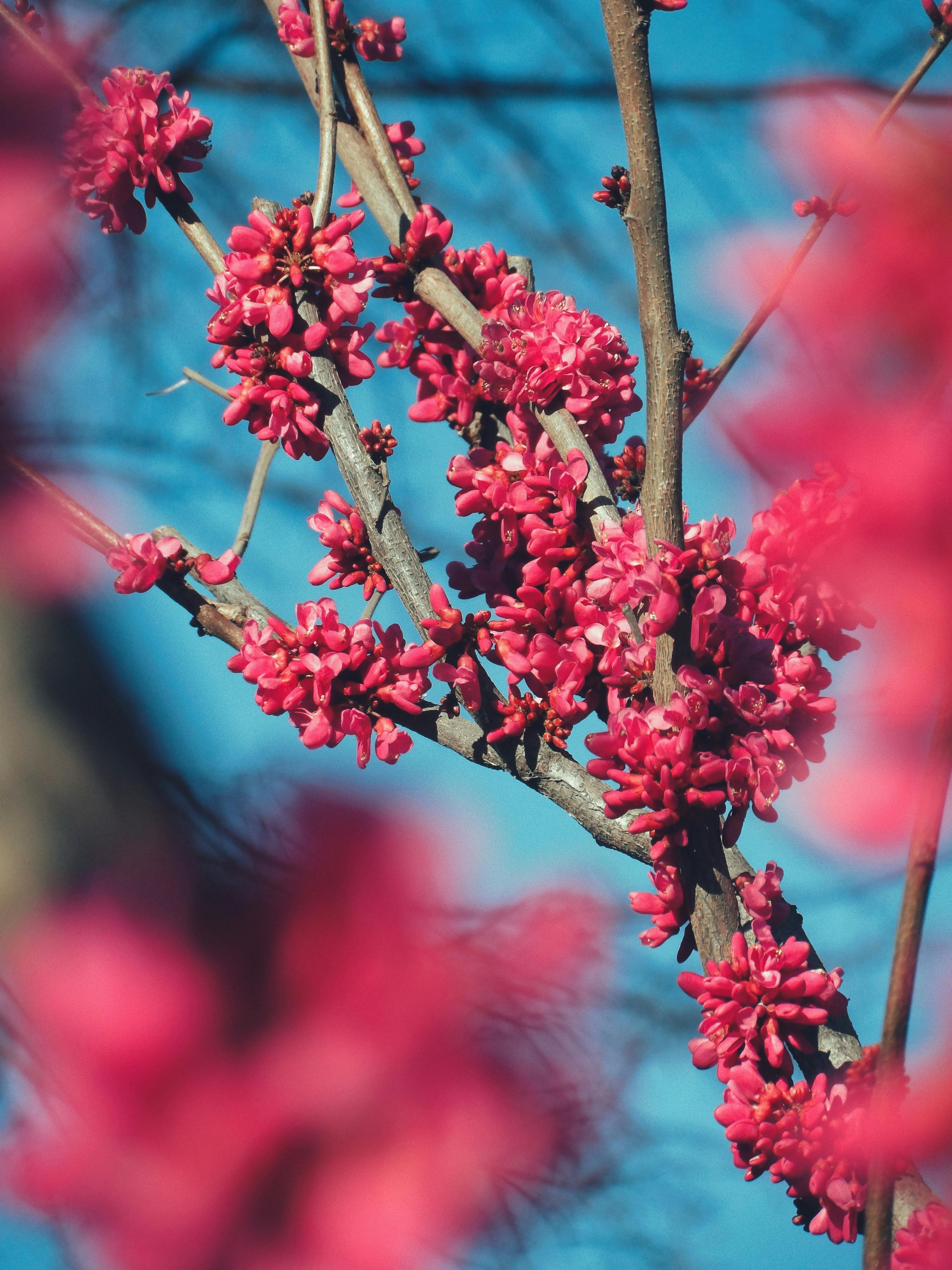 Close-up of Western Redbud Tree · Free Stock Photo