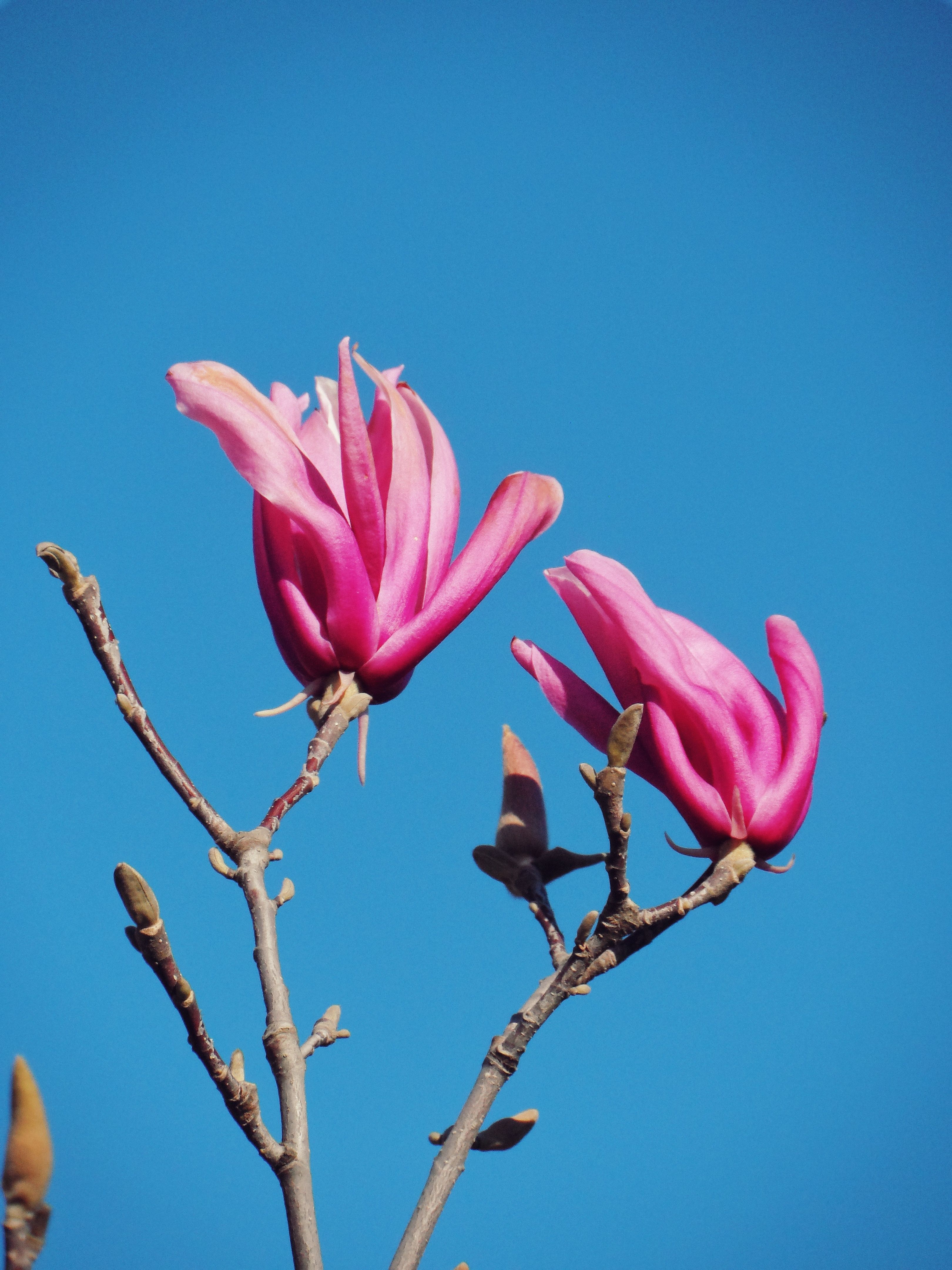Close-up of Magnolia Flowers against Blue Sky · Free Stock Photo