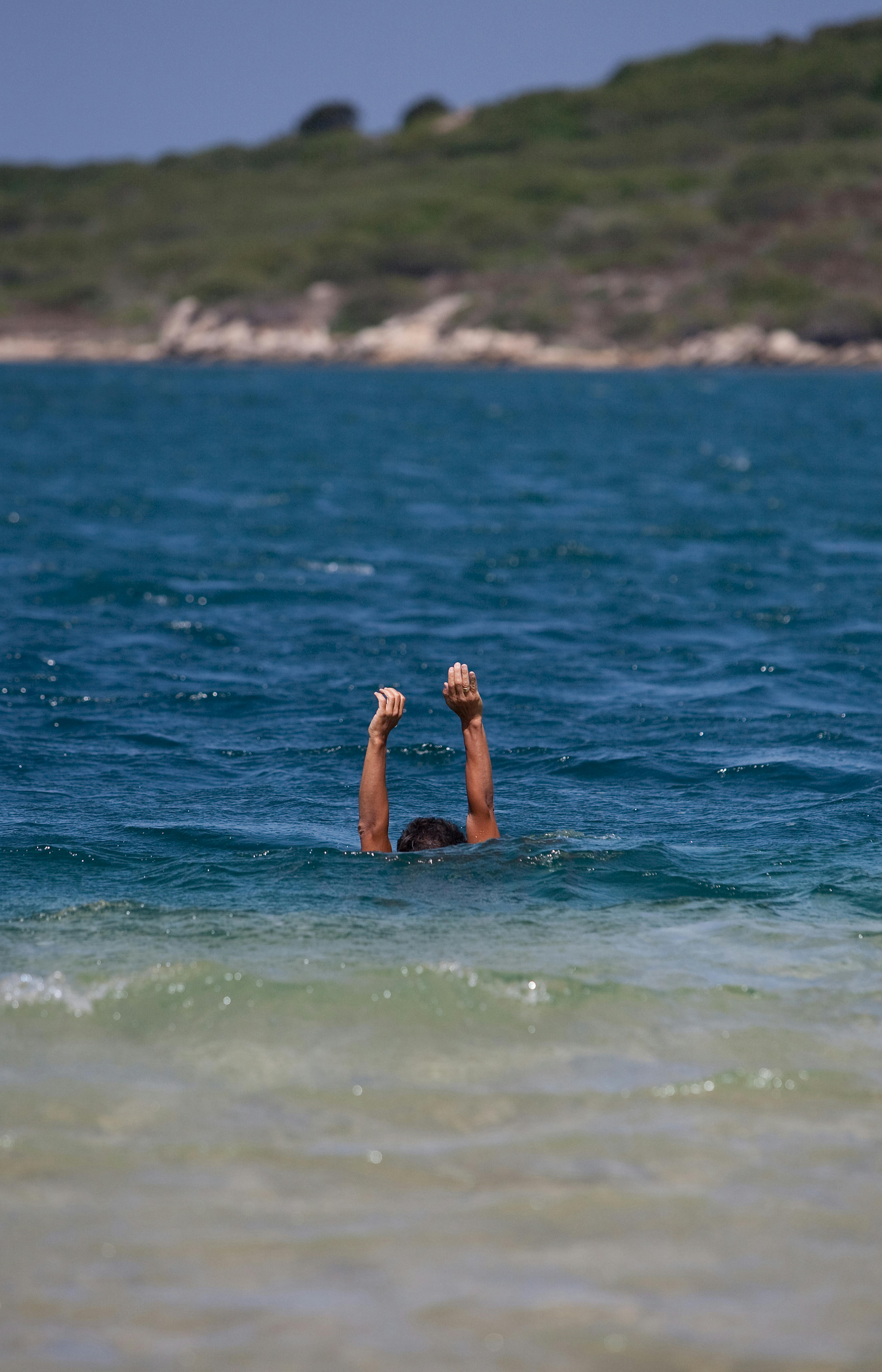 Rose and Daisy Immersed in Water · Free Stock Photo