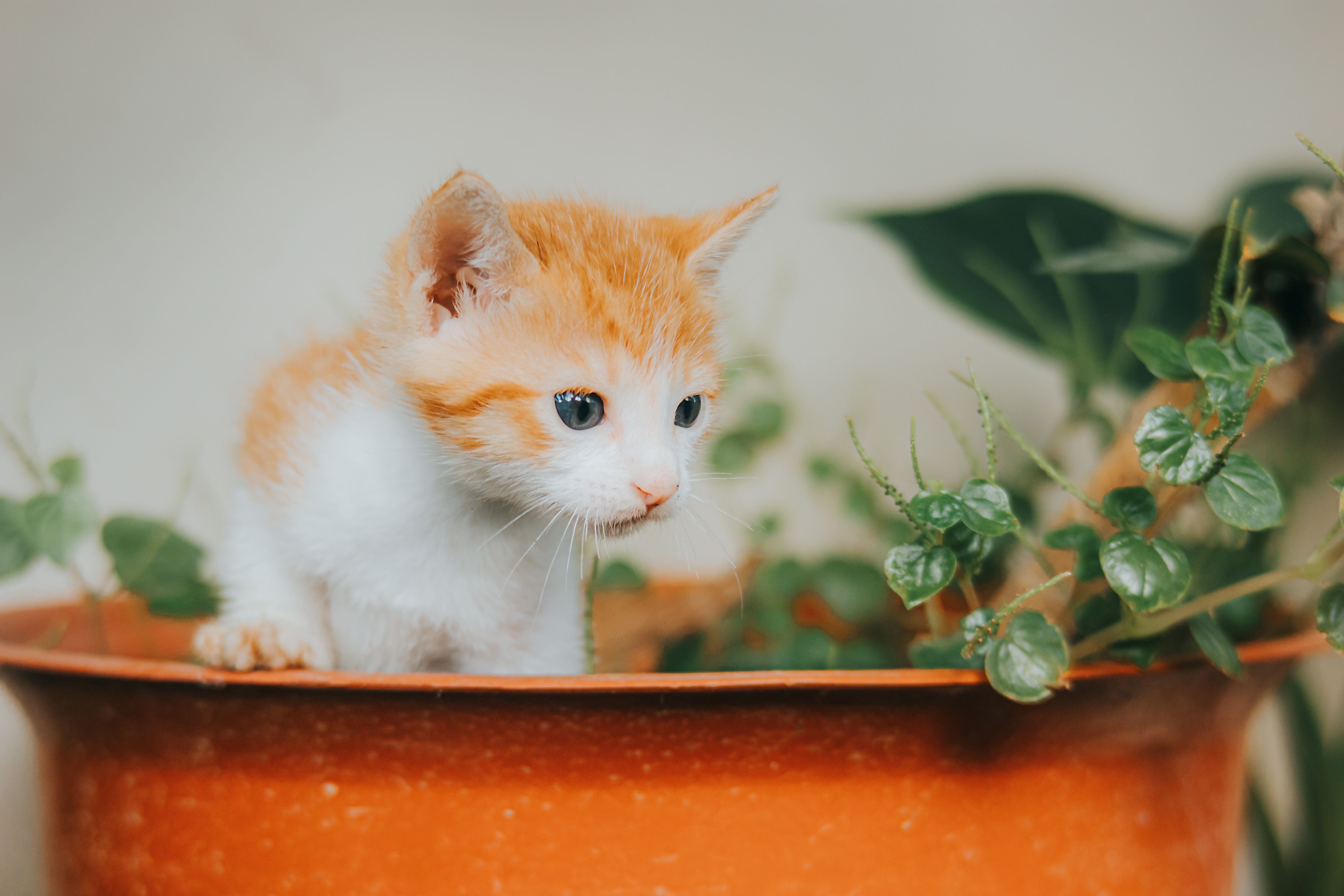 Cat Houseplants Photos, Download The BEST Free Cat Houseplants Stock ...