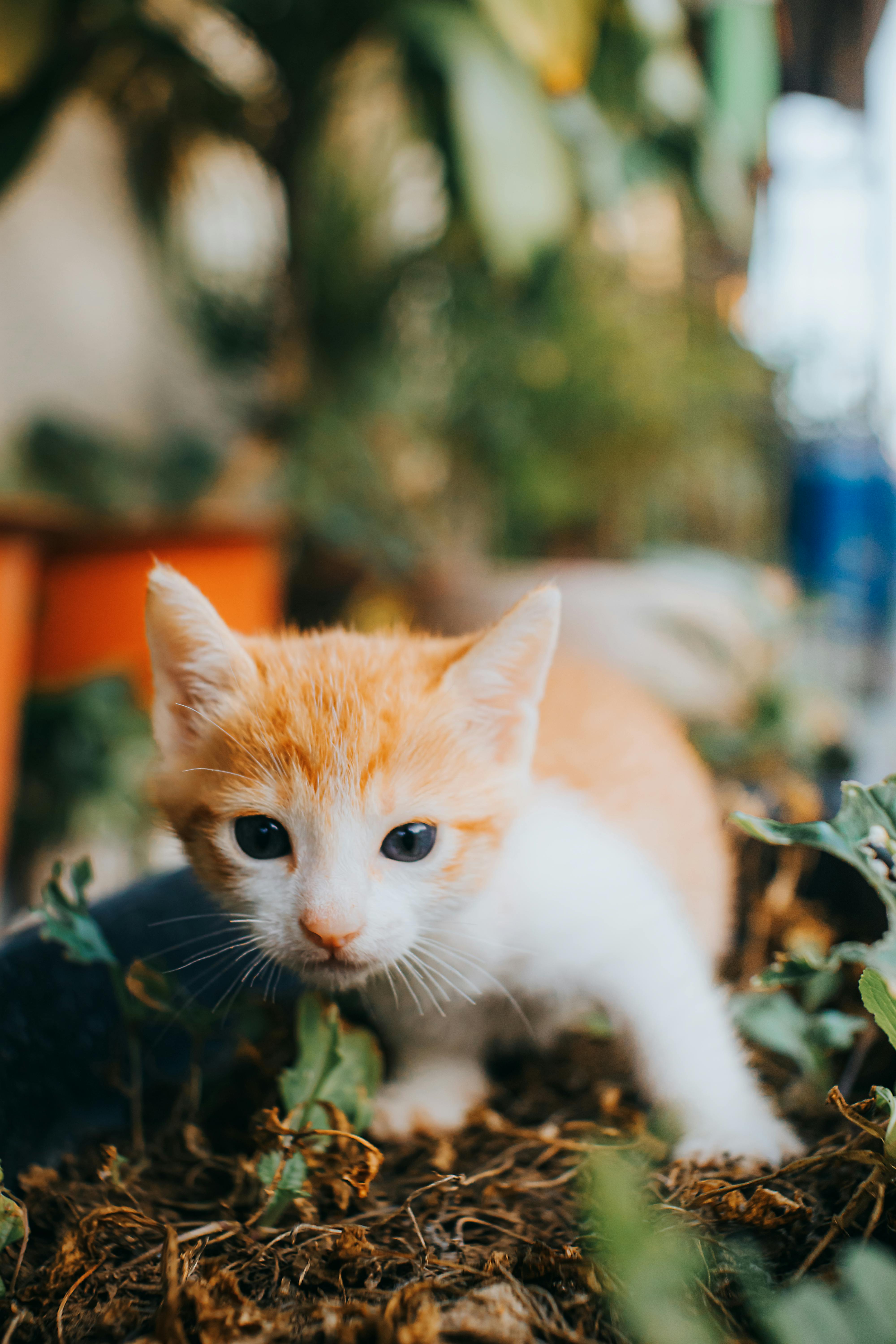 Close up of Kitten · Free Stock Photo