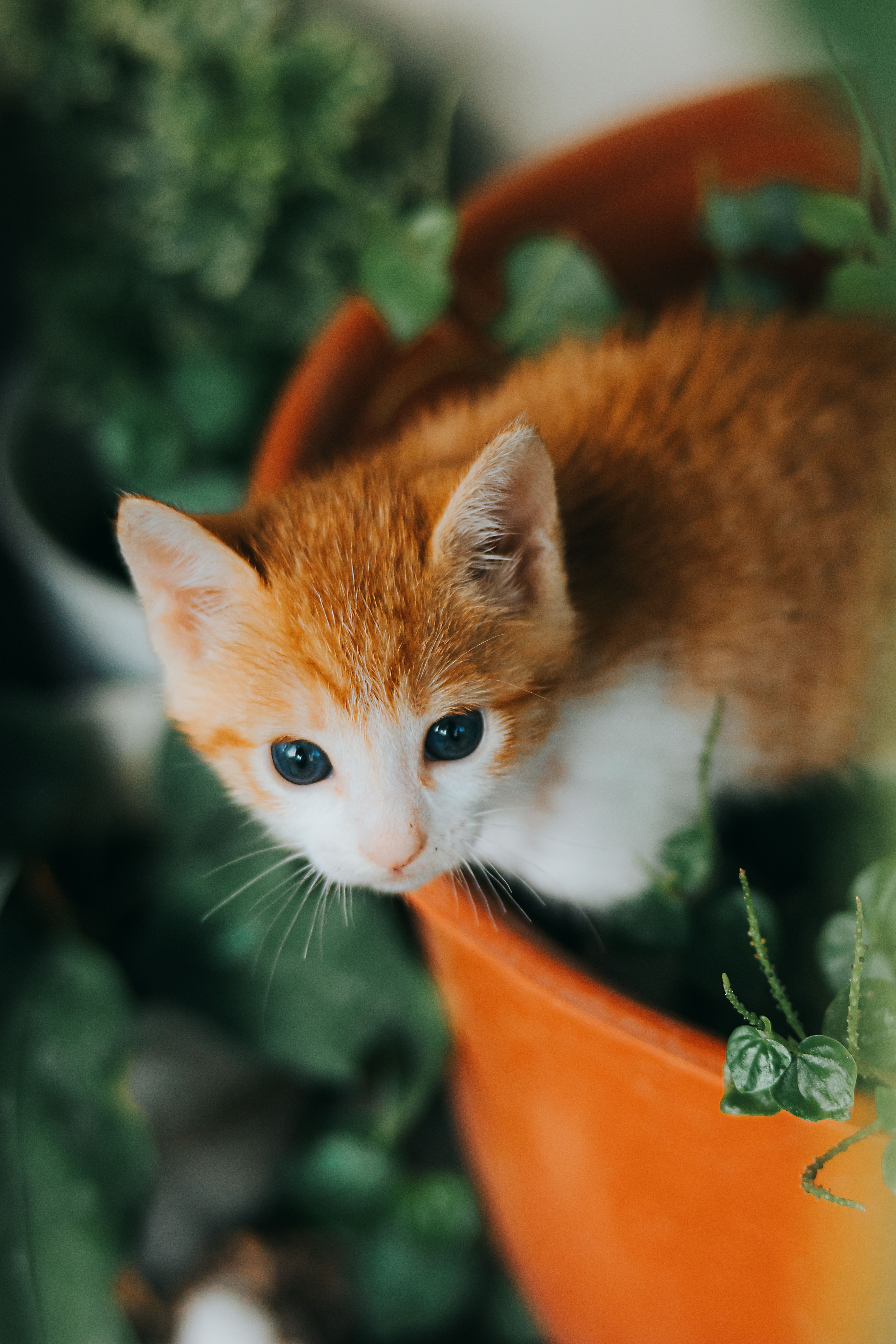 Cat Houseplants Photos, Download The BEST Free Cat Houseplants Stock ...