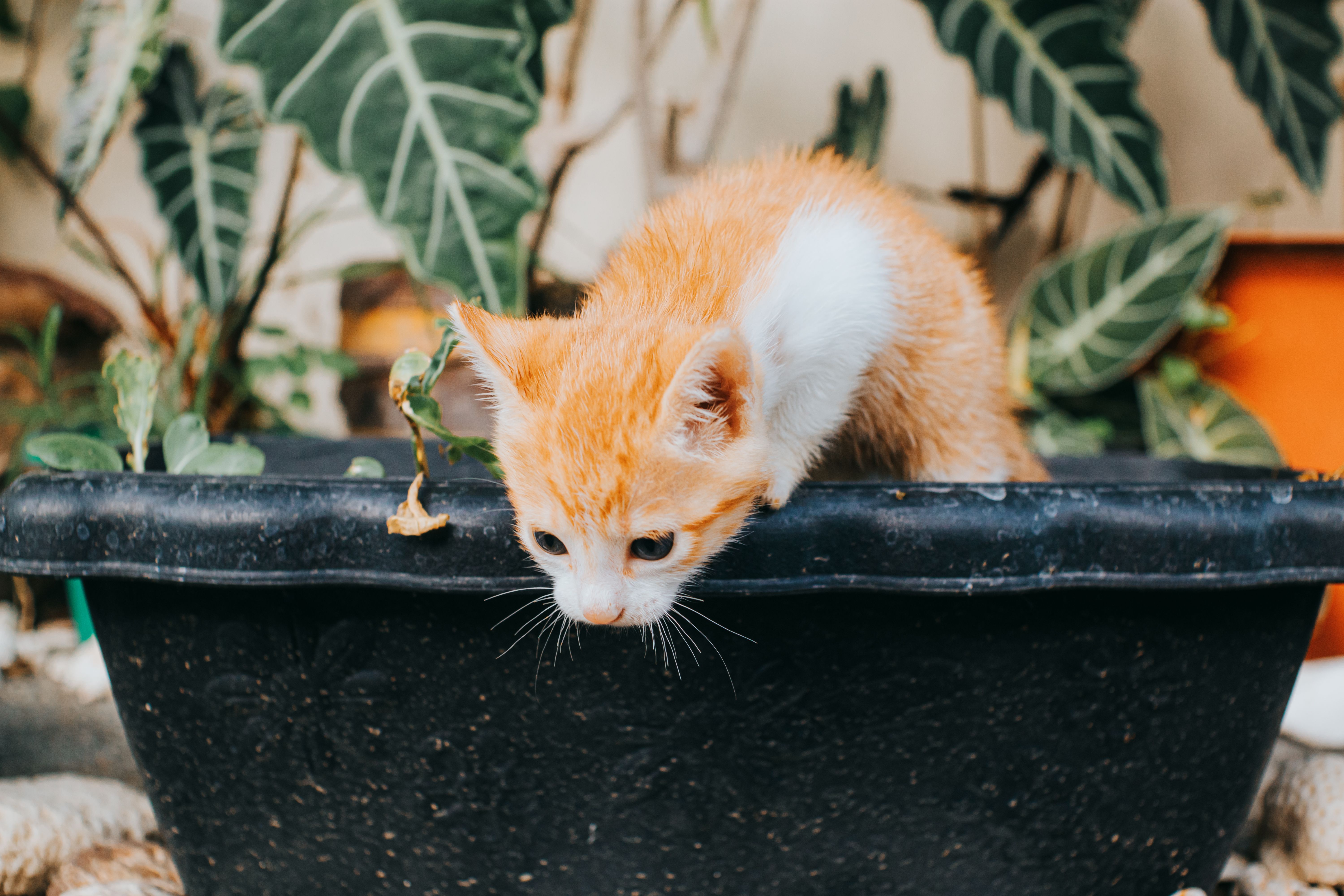 A Kitten in a Flower Pot · Free Stock Photo