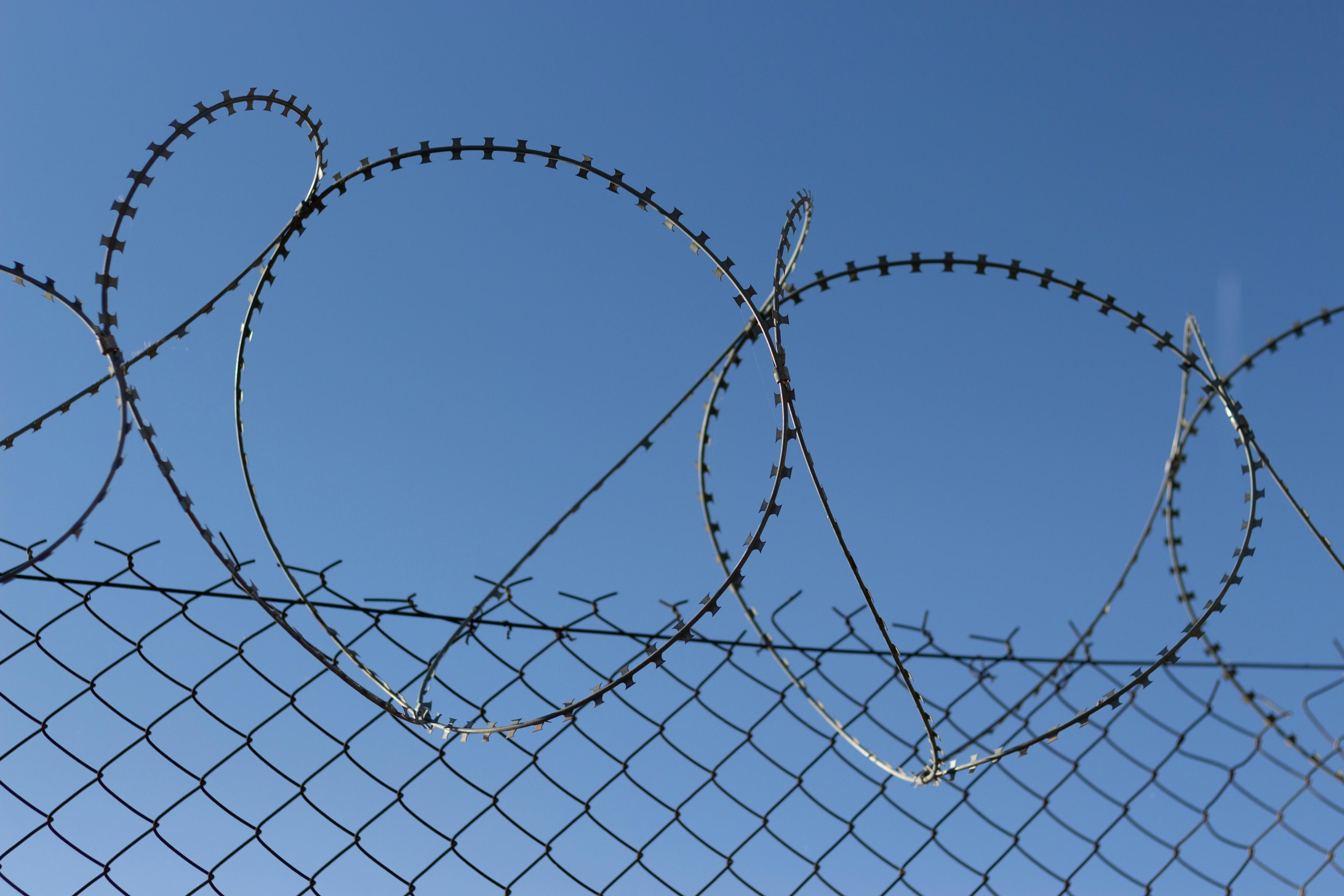 Barbs Aquarium Fish: Easy Care & Setup Guide for Beginners