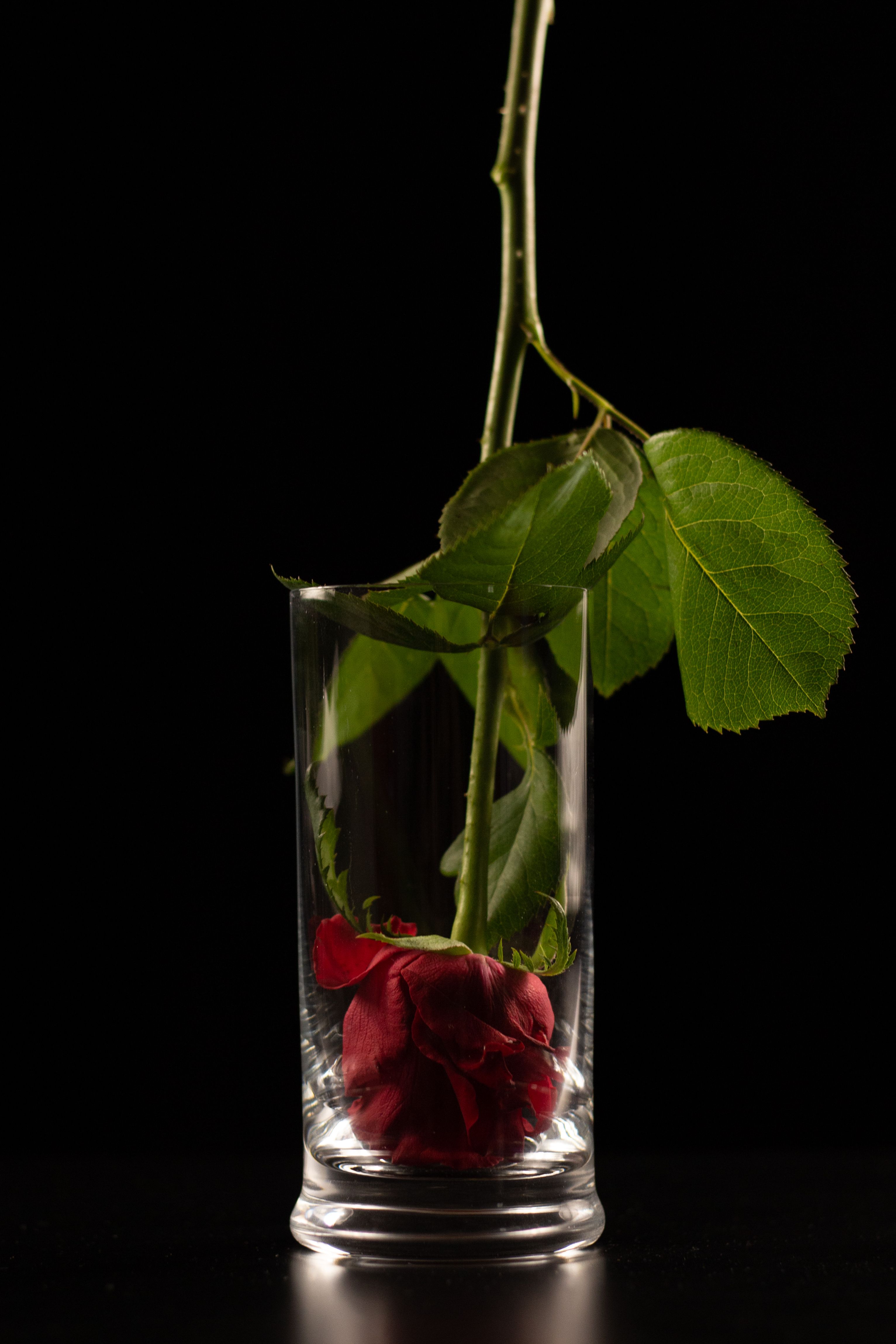 Red Rose Upside Down in a Glass · Free Stock Photo