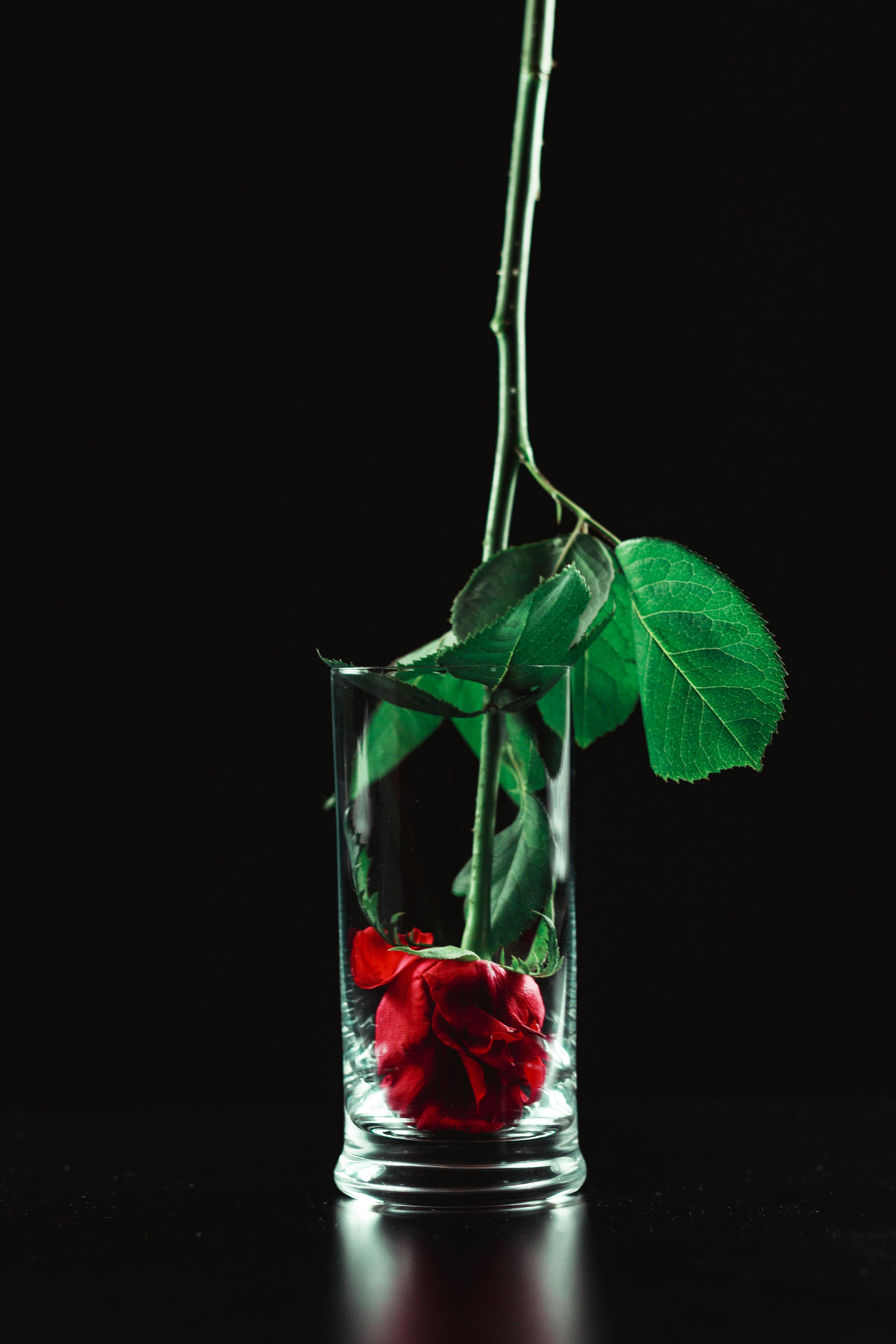 Photo of a Rose Flower in a Glass · Free Stock Photo