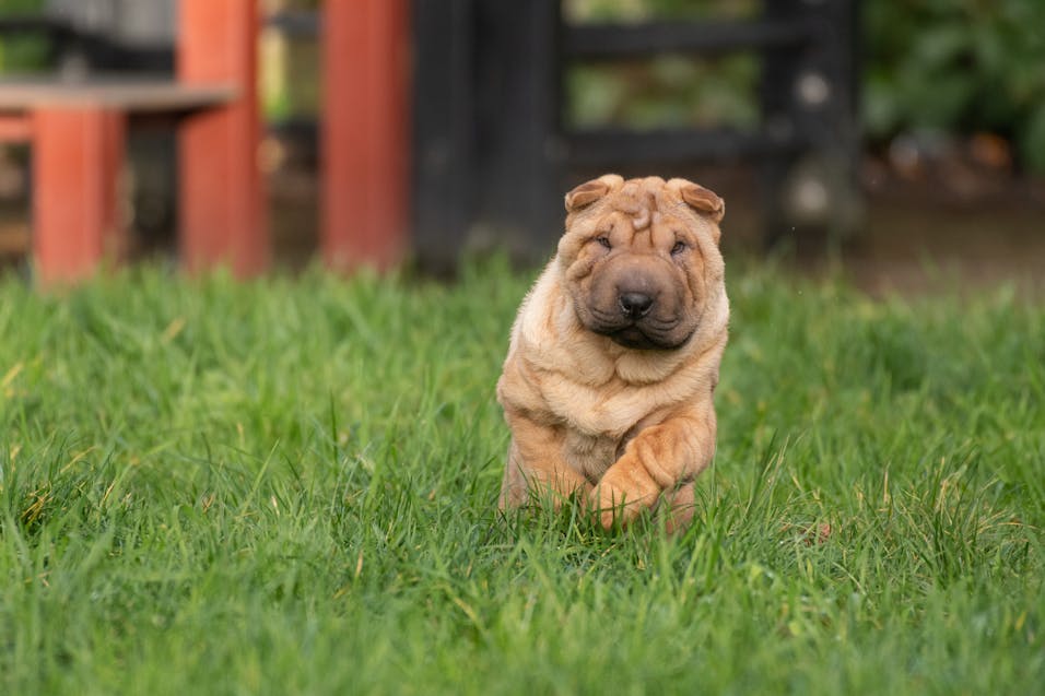 Understanding Shar Pei Dog Tongue Anatomy and Care Tips