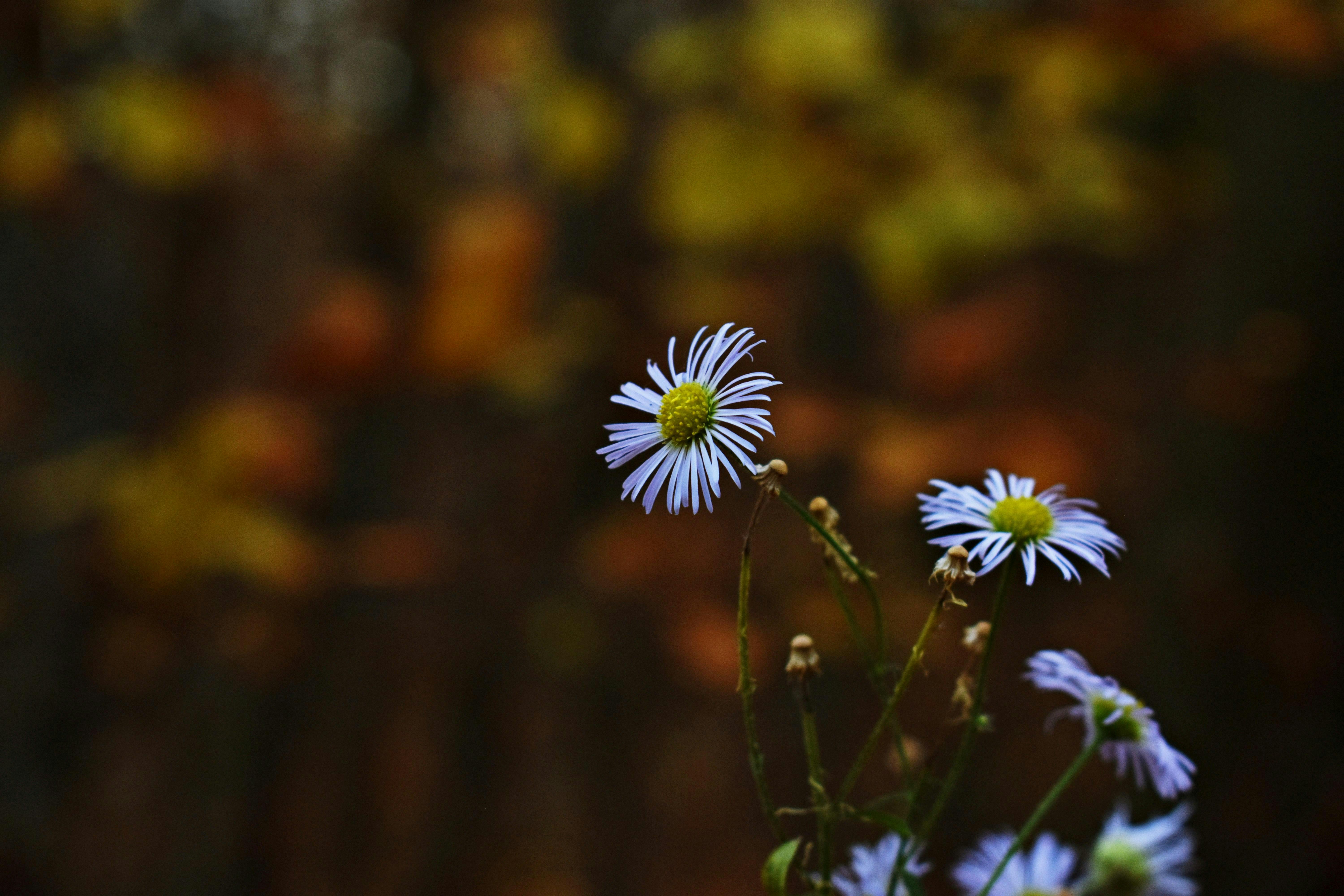 Selective Focus Photo of Yellow Flowers · Free Stock Photo