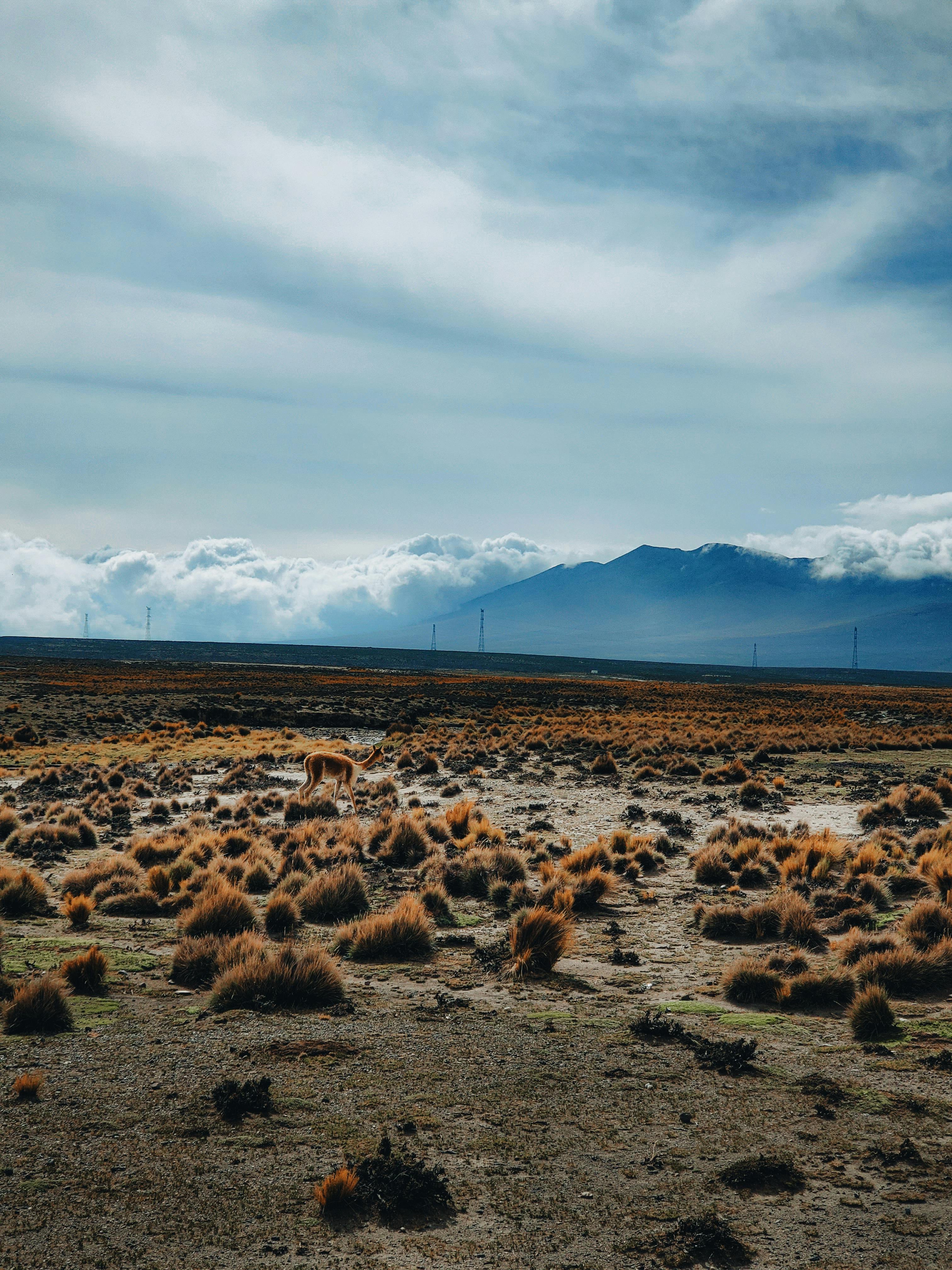 Desert Plains Photos, Download The BEST Free Desert Plains Stock Photos ...