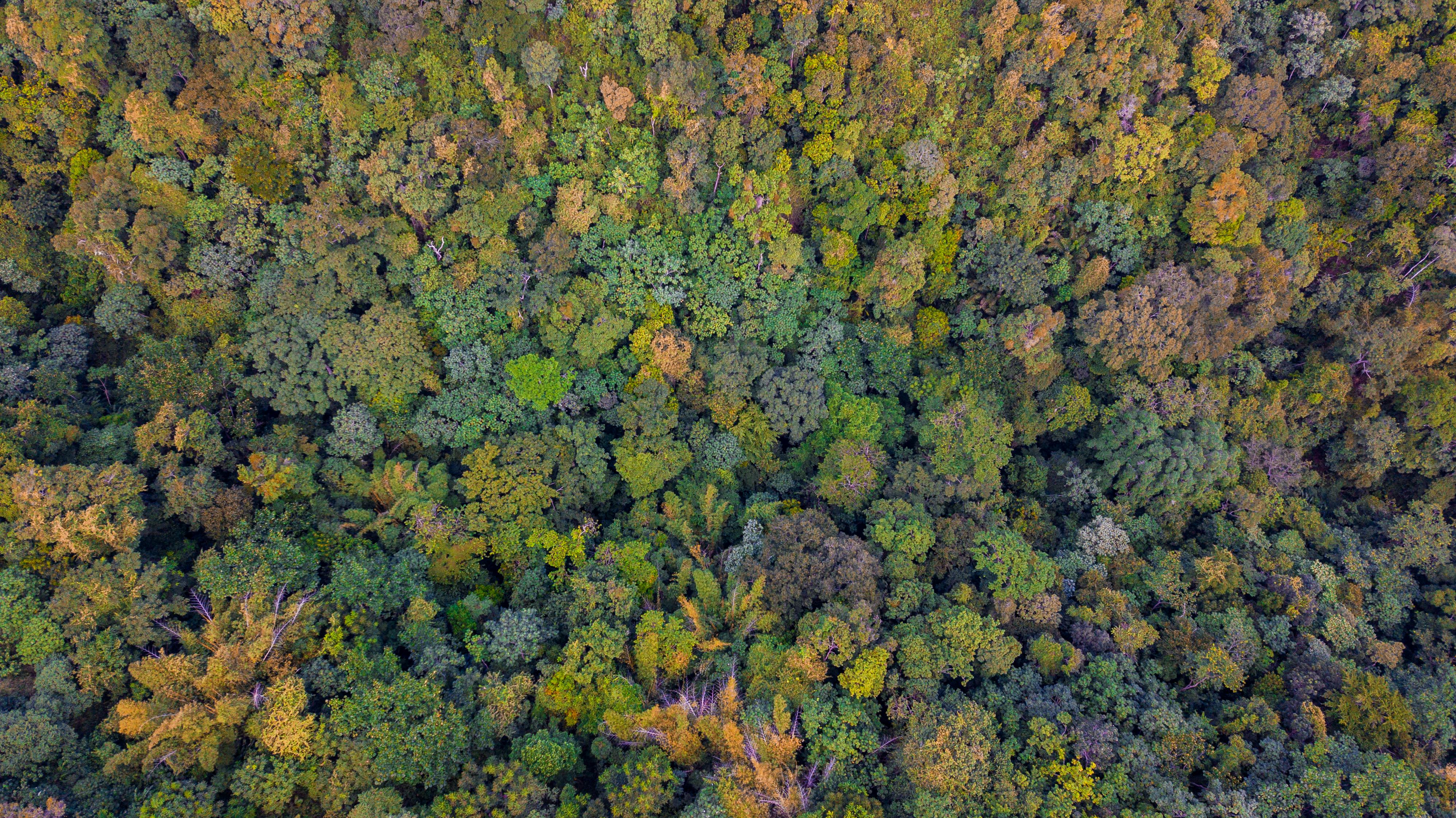 Birds Eye View of Forest · Free Stock Photo