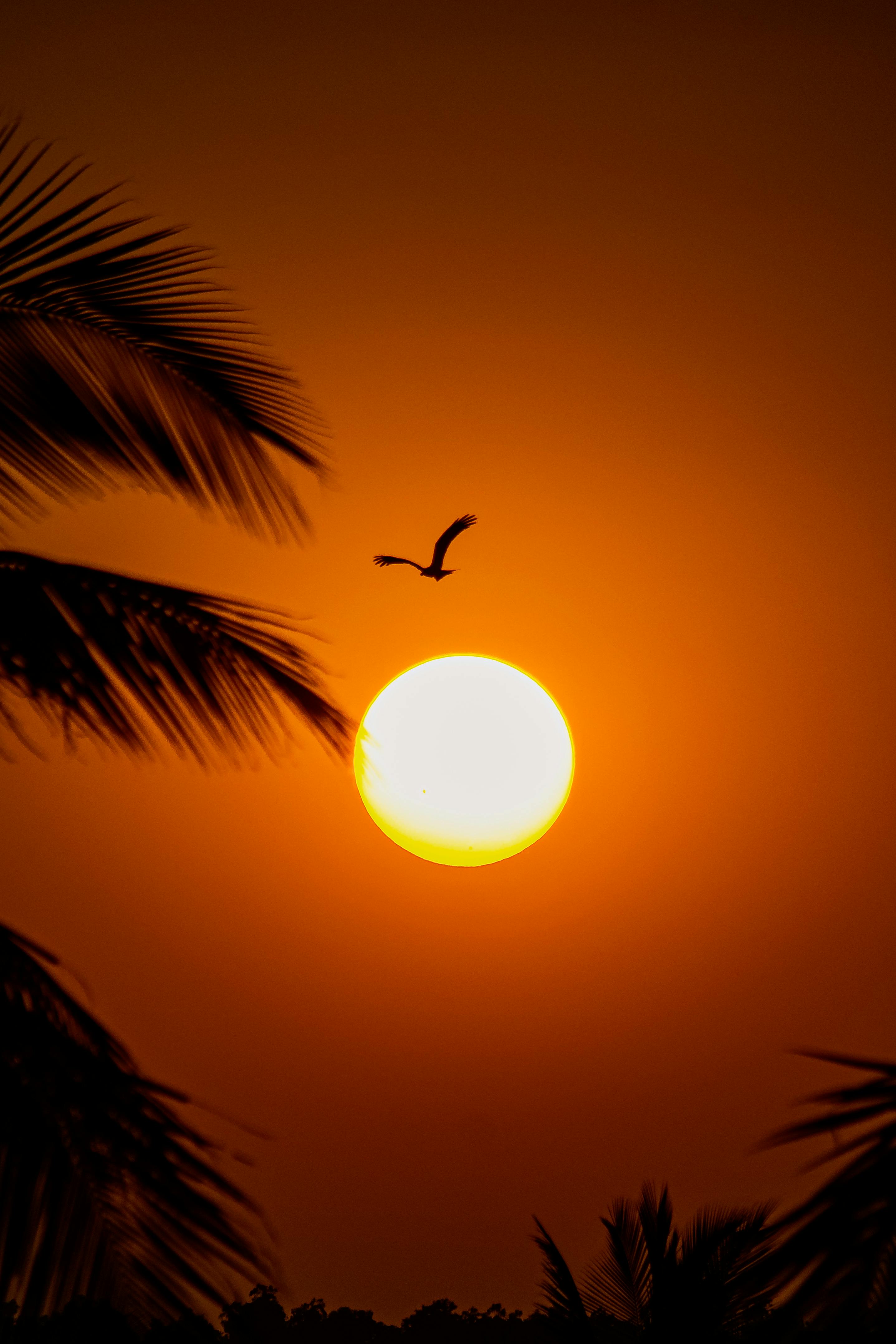 Sun Shining through Leaves of Tree · Free Stock Photo