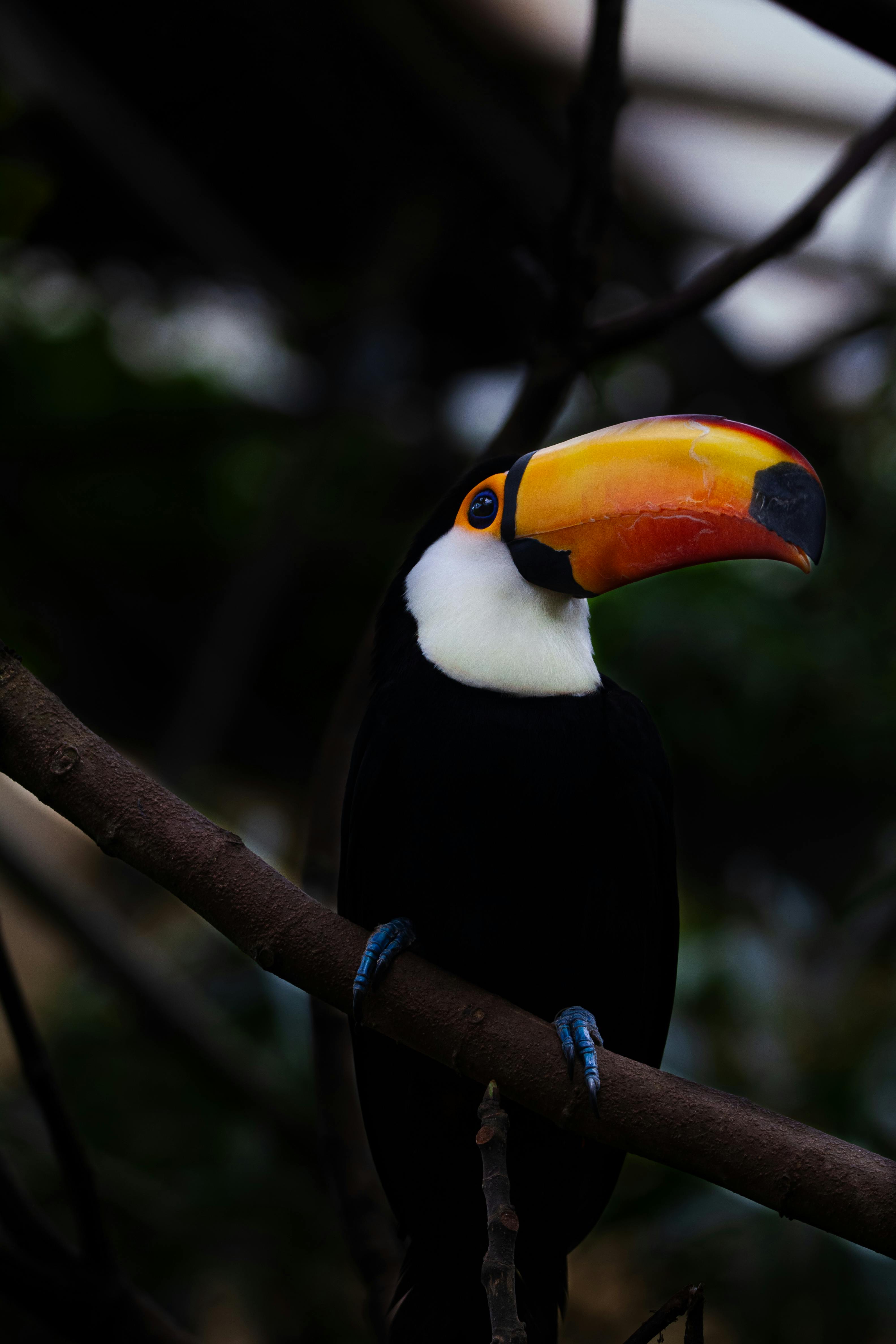 Close-up of a Toucan Sitting on a Branch · Free Stock Photo