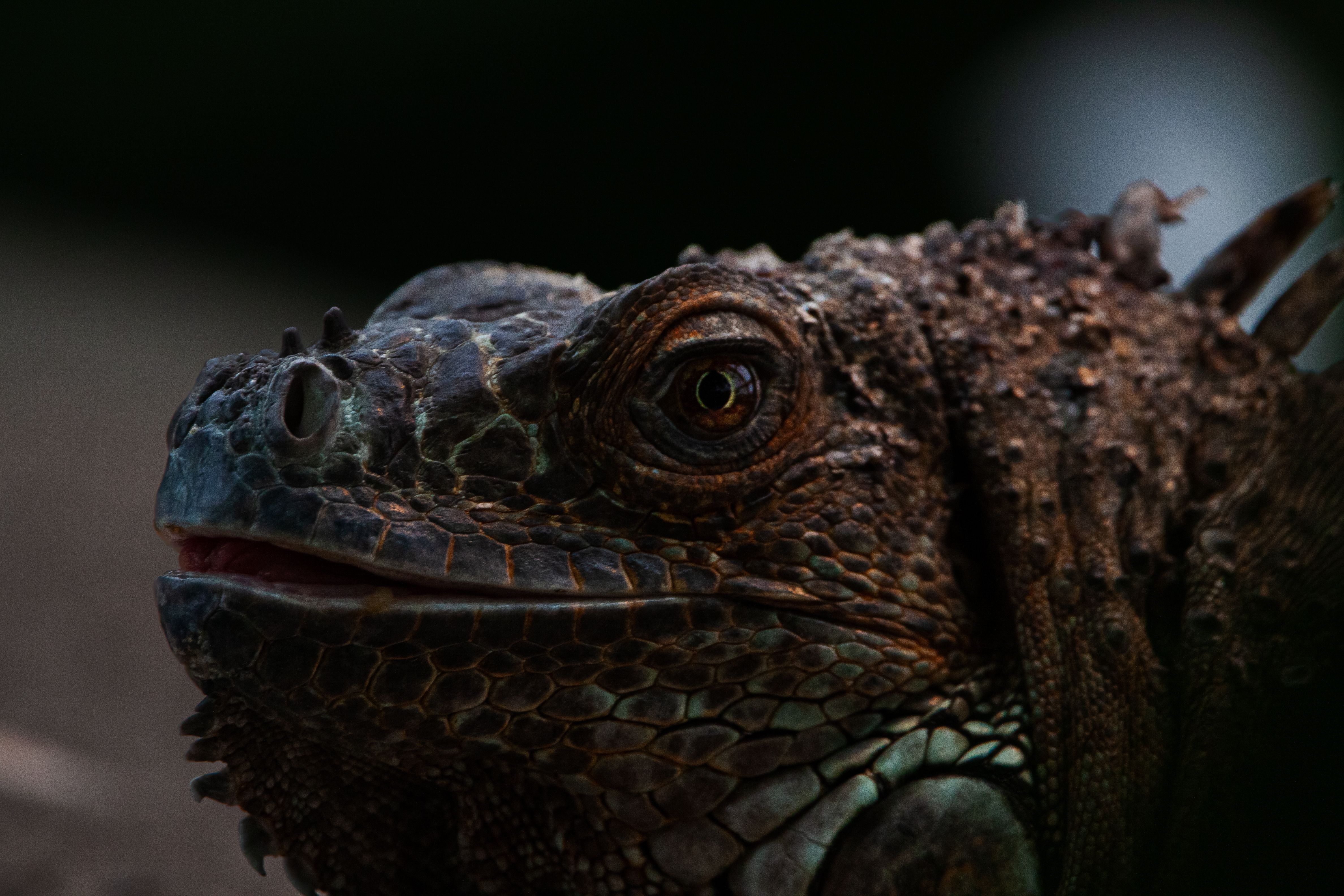 Close-up of the Head of an Iguana · Free Stock Photo