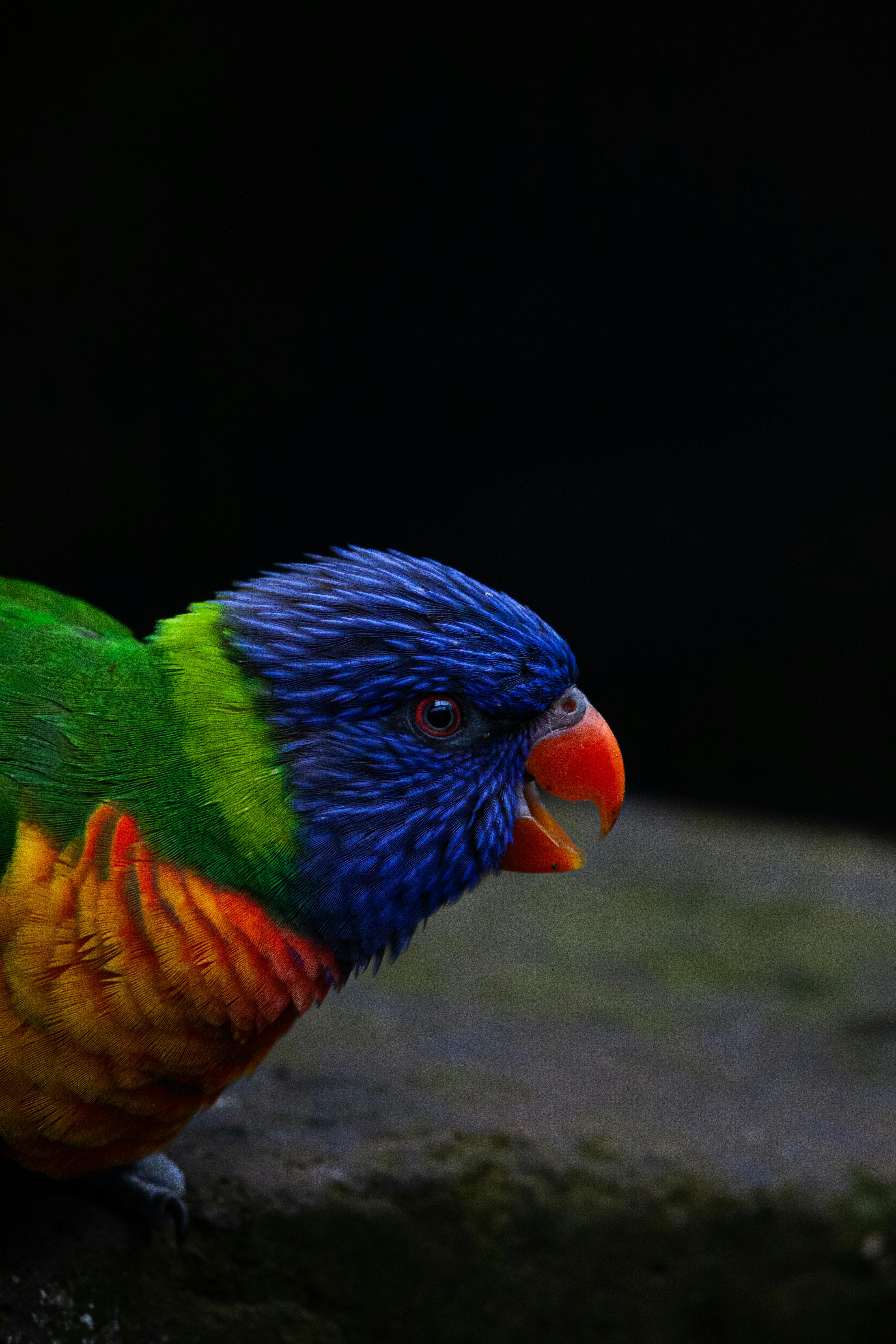 Clsoe-up of a Loriini Parrot · Free Stock Photo
